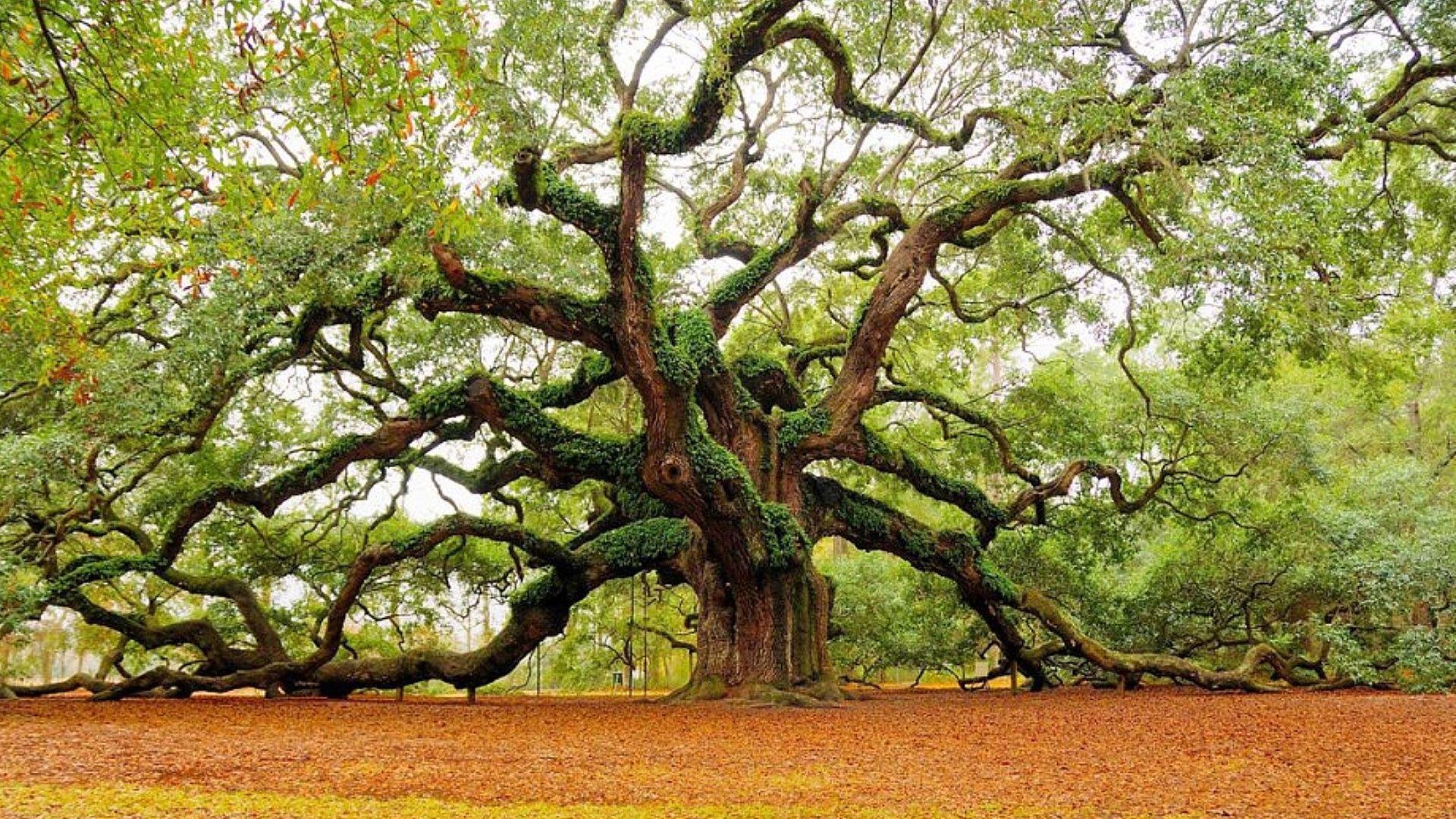 Oak Tree Wallpapers - Top Free Oak Tree Backgrounds - WallpaperAccess