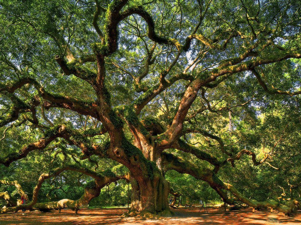 Oak Tree Wallpapers - Top Free Oak Tree Backgrounds - WallpaperAccess