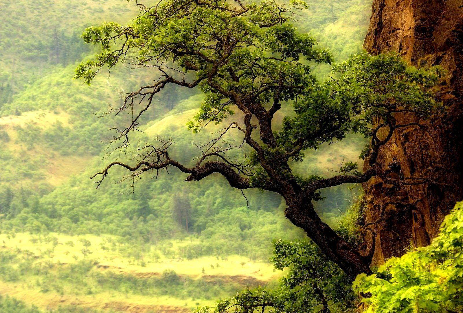 Oak Tree Wallpapers - Top Free Oak Tree Backgrounds - WallpaperAccess