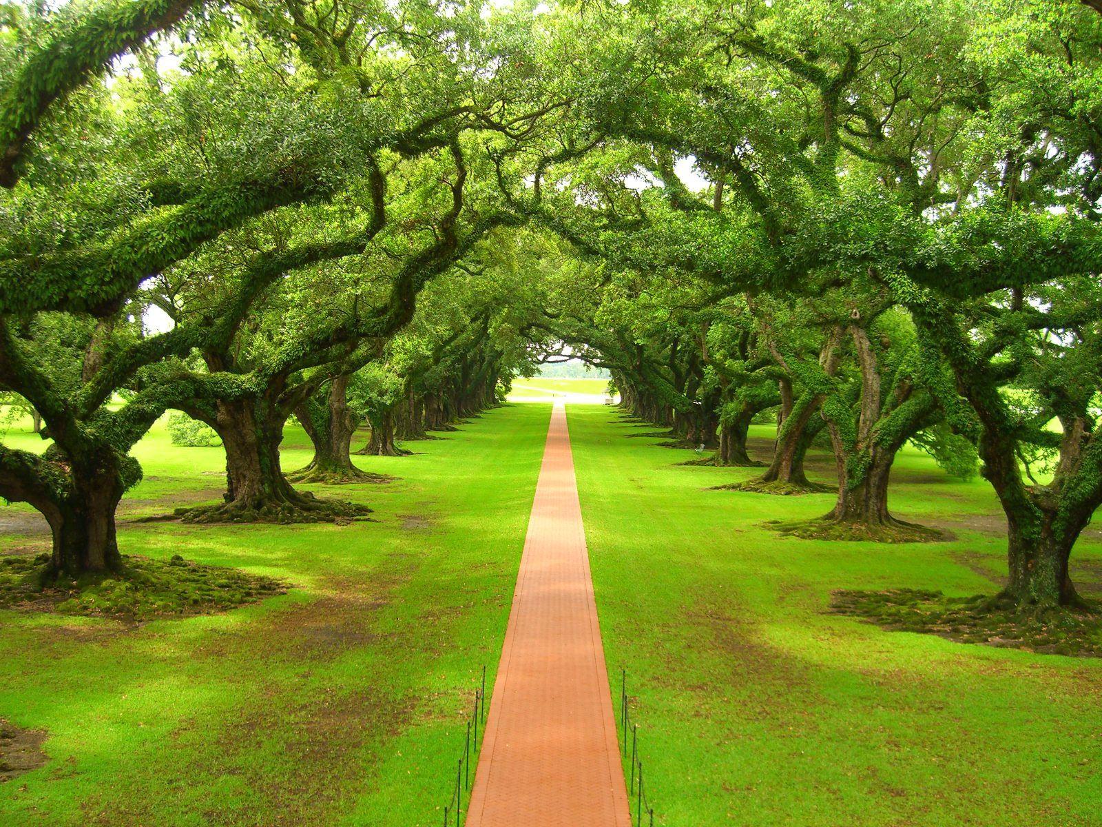 Oak Tree Wallpapers - Top Free Oak Tree Backgrounds - WallpaperAccess