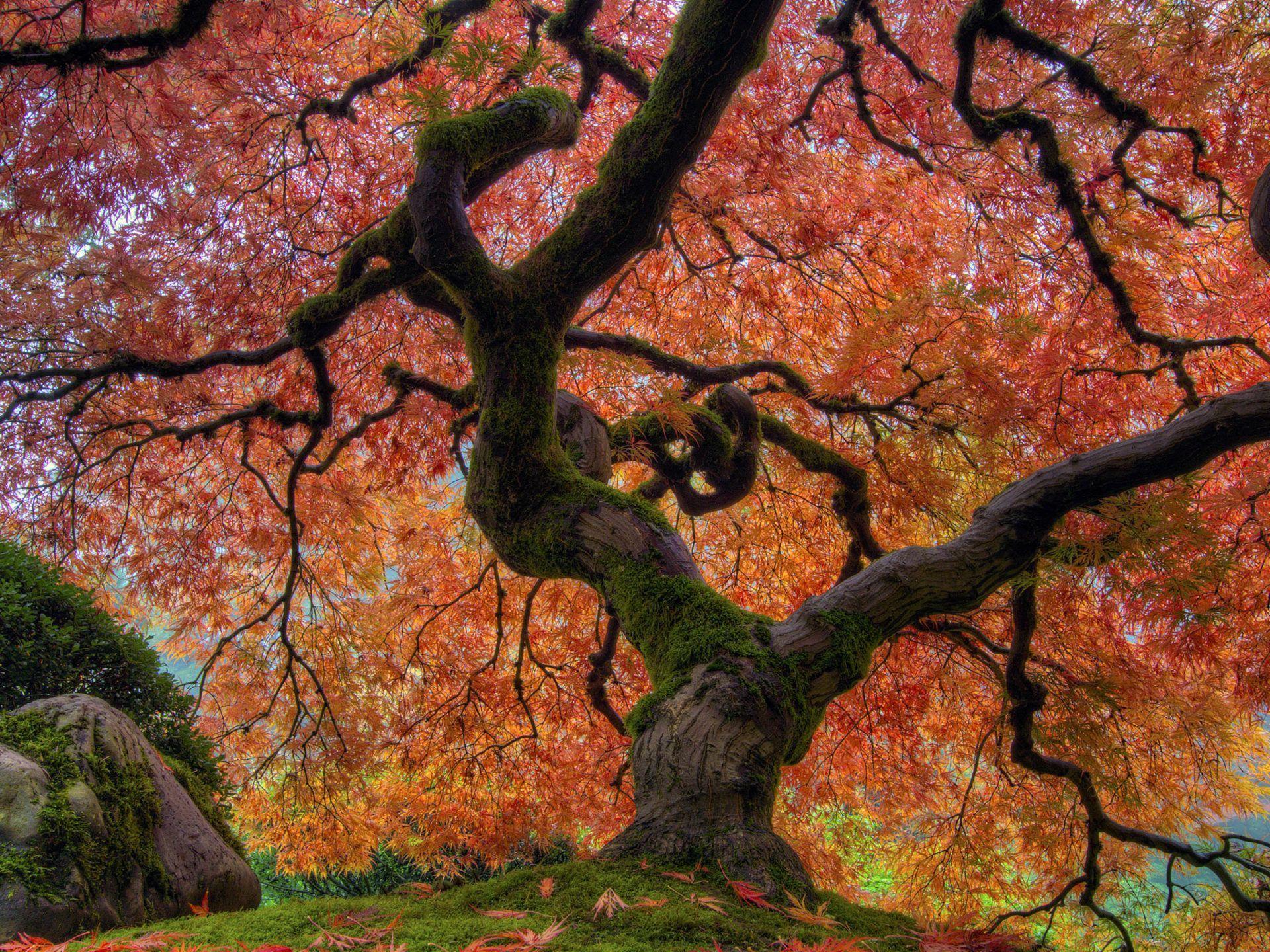 Red Maple Wallpapers - Top Free Red Maple Backgrounds - WallpaperAccess