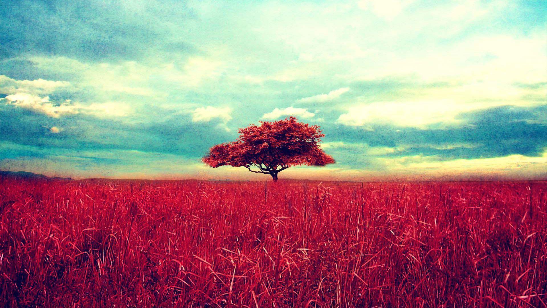 Red Tree 1920X1080 Wallpapers - Top Free Red Tree 1920X1080 Backgrounds ...