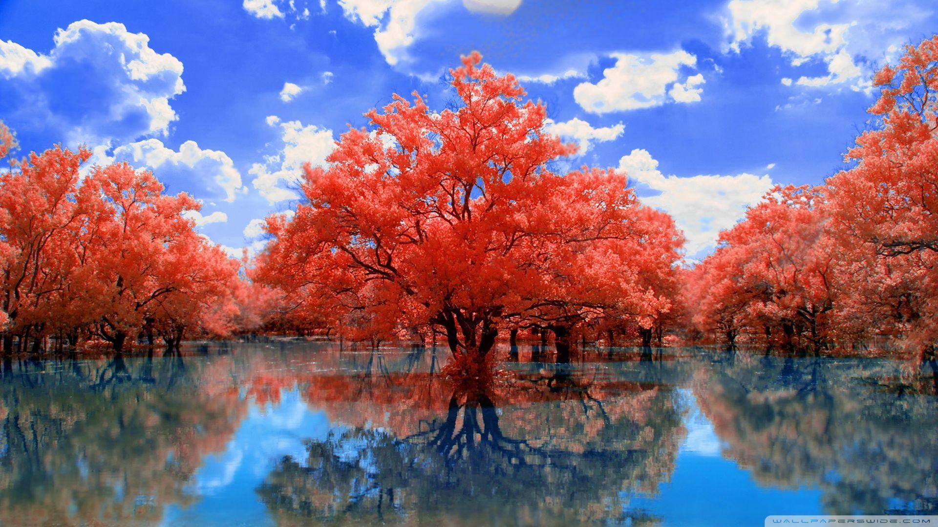 Red Tree 1920X1080 Wallpapers - Top Free Red Tree 1920X1080 Backgrounds ...