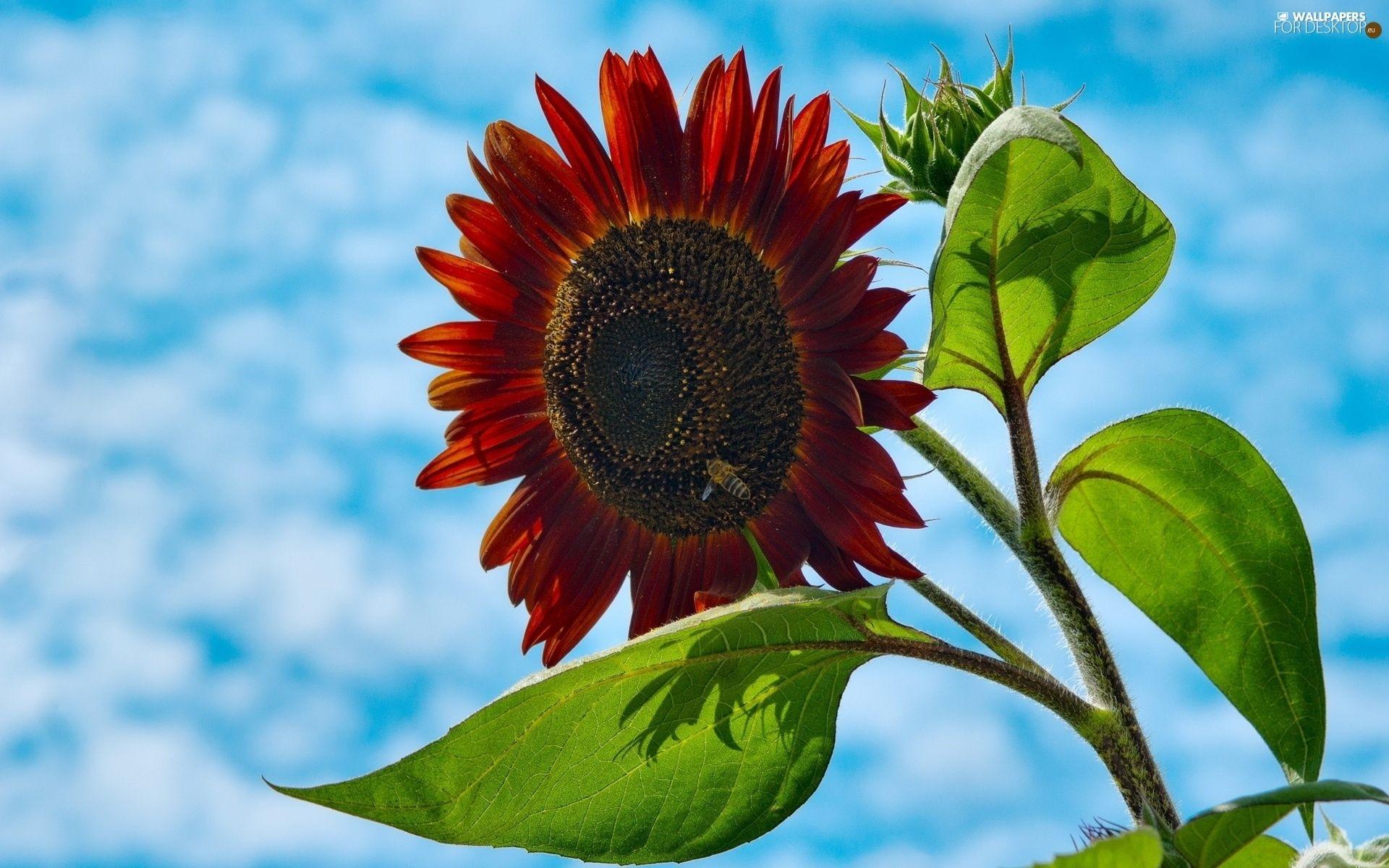 Red Sunflower Desktop Wallpapers - Top Free Red Sunflower Desktop ...
