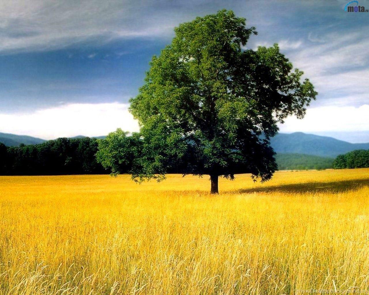 Oak Tree Wallpapers - Top Free Oak Tree Backgrounds - WallpaperAccess