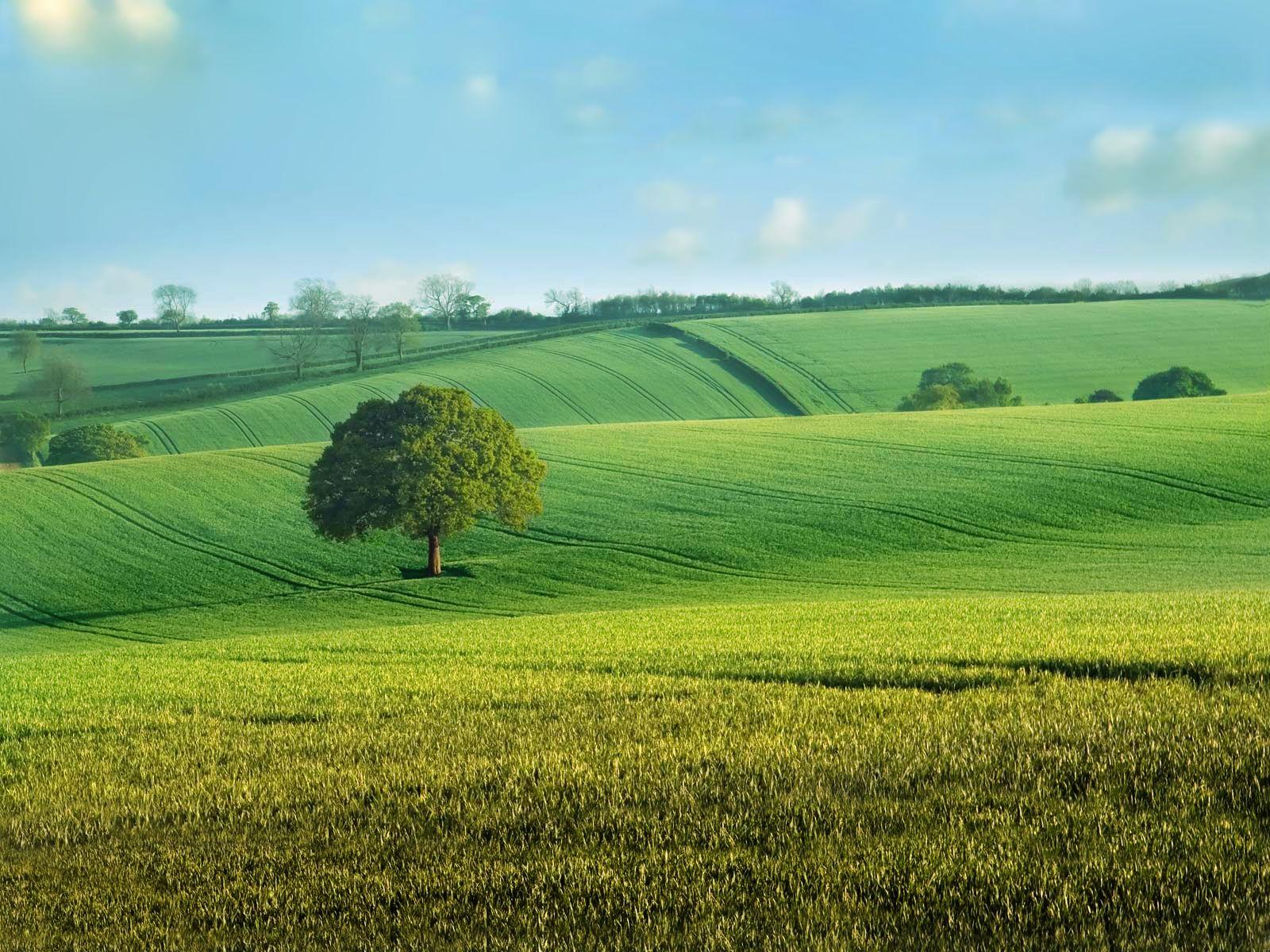 Oak Tree Wallpapers - Top Free Oak Tree Backgrounds - WallpaperAccess