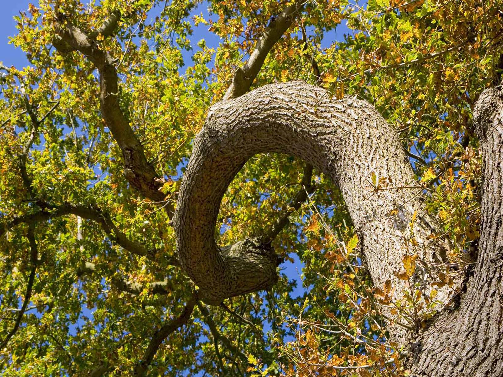 Oak Tree Wallpapers - Top Free Oak Tree Backgrounds - WallpaperAccess