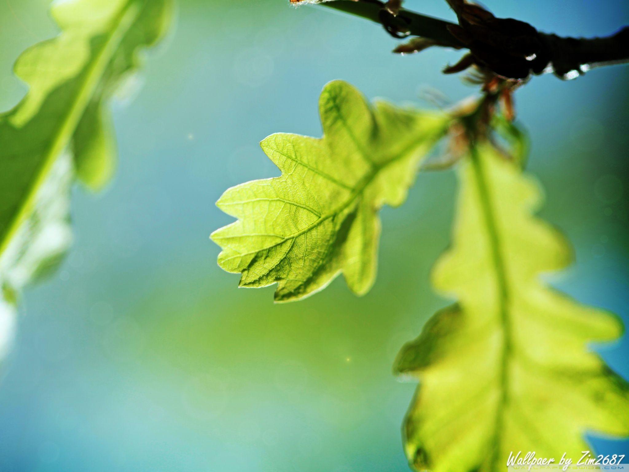 Oak Tree Wallpapers - Top Free Oak Tree Backgrounds - WallpaperAccess