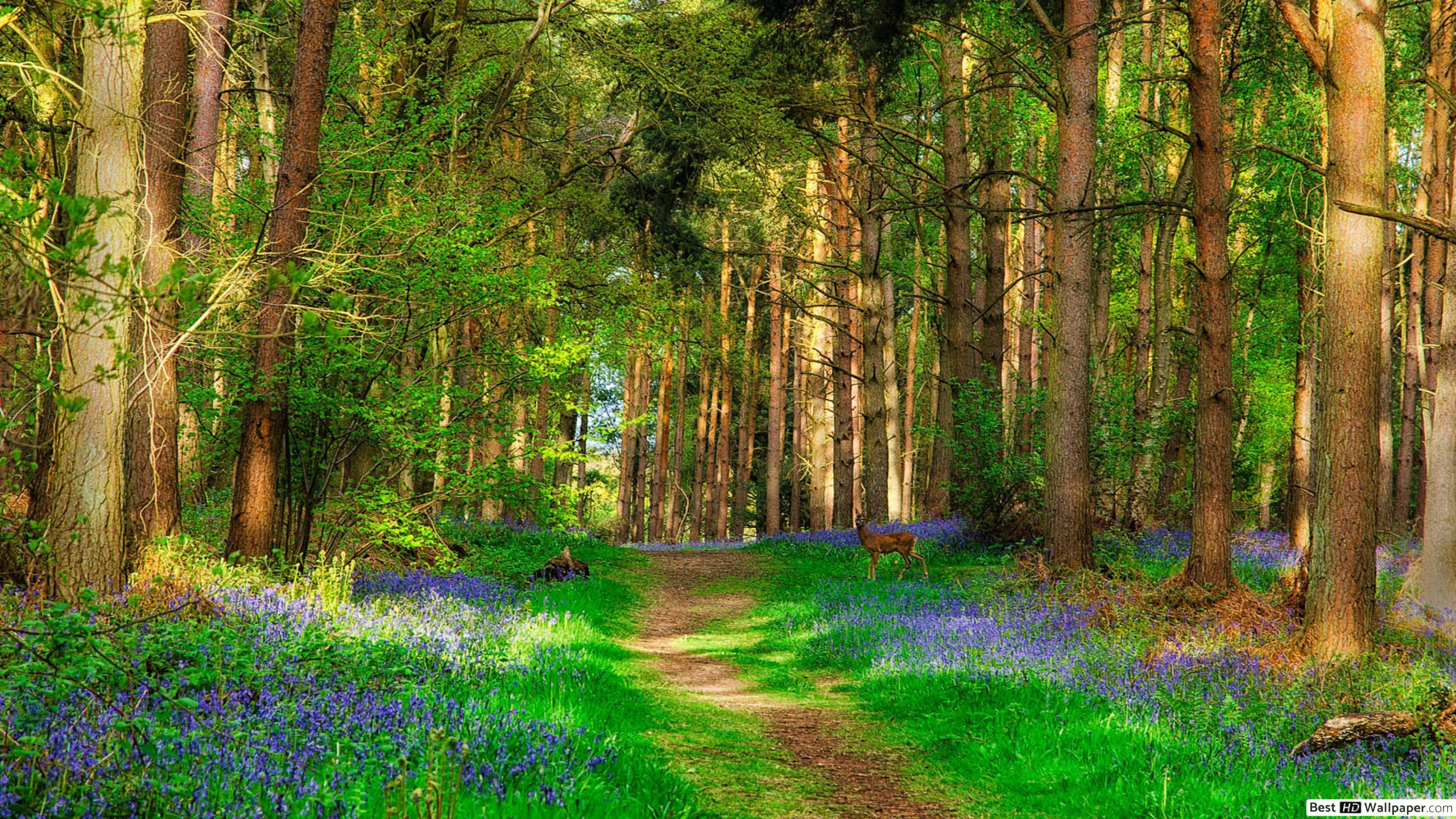 Forest Spring Wallpapers - Top Free Forest Spring Backgrounds ...