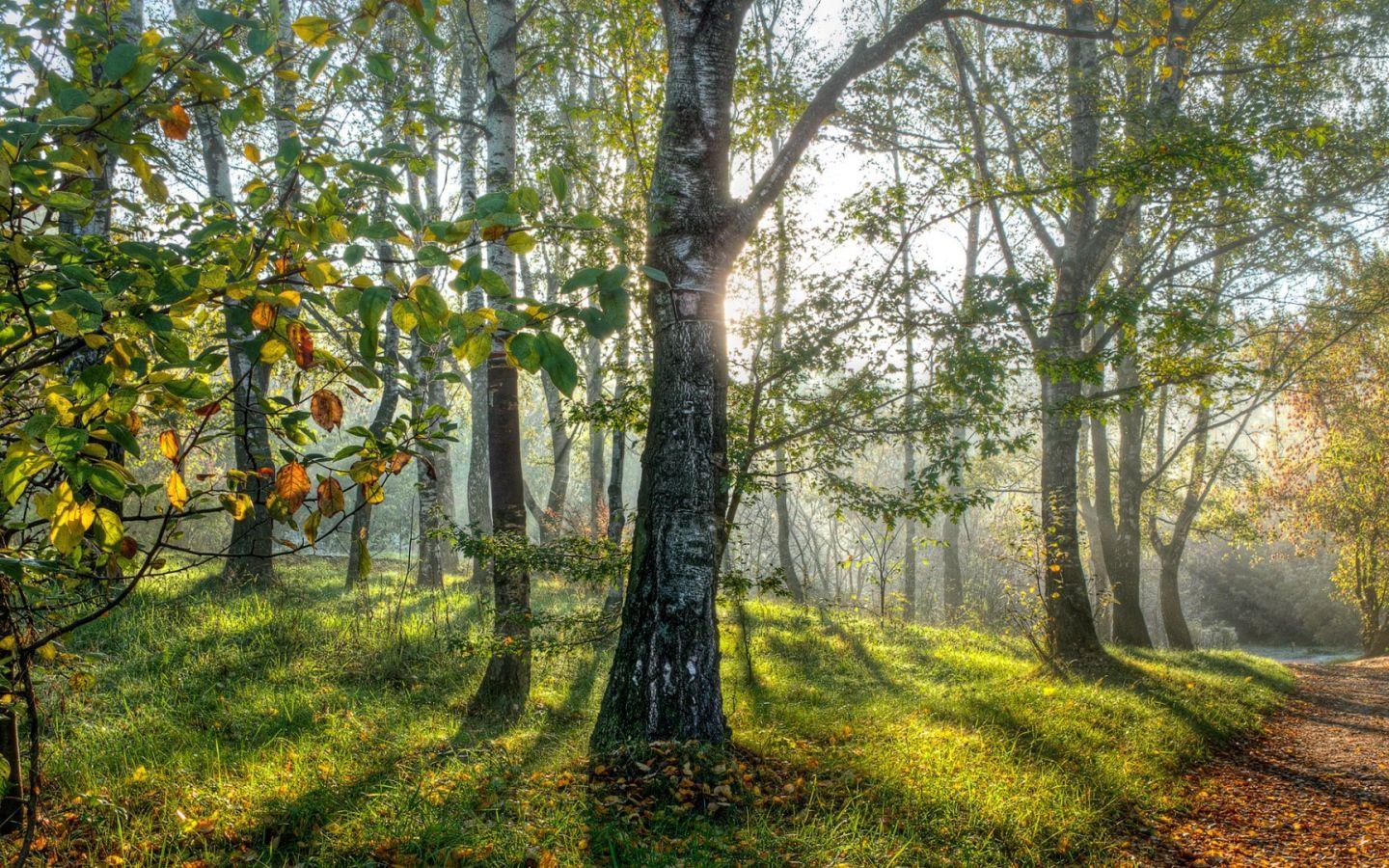 Forest Spring Wallpapers - Top Free Forest Spring Backgrounds ...