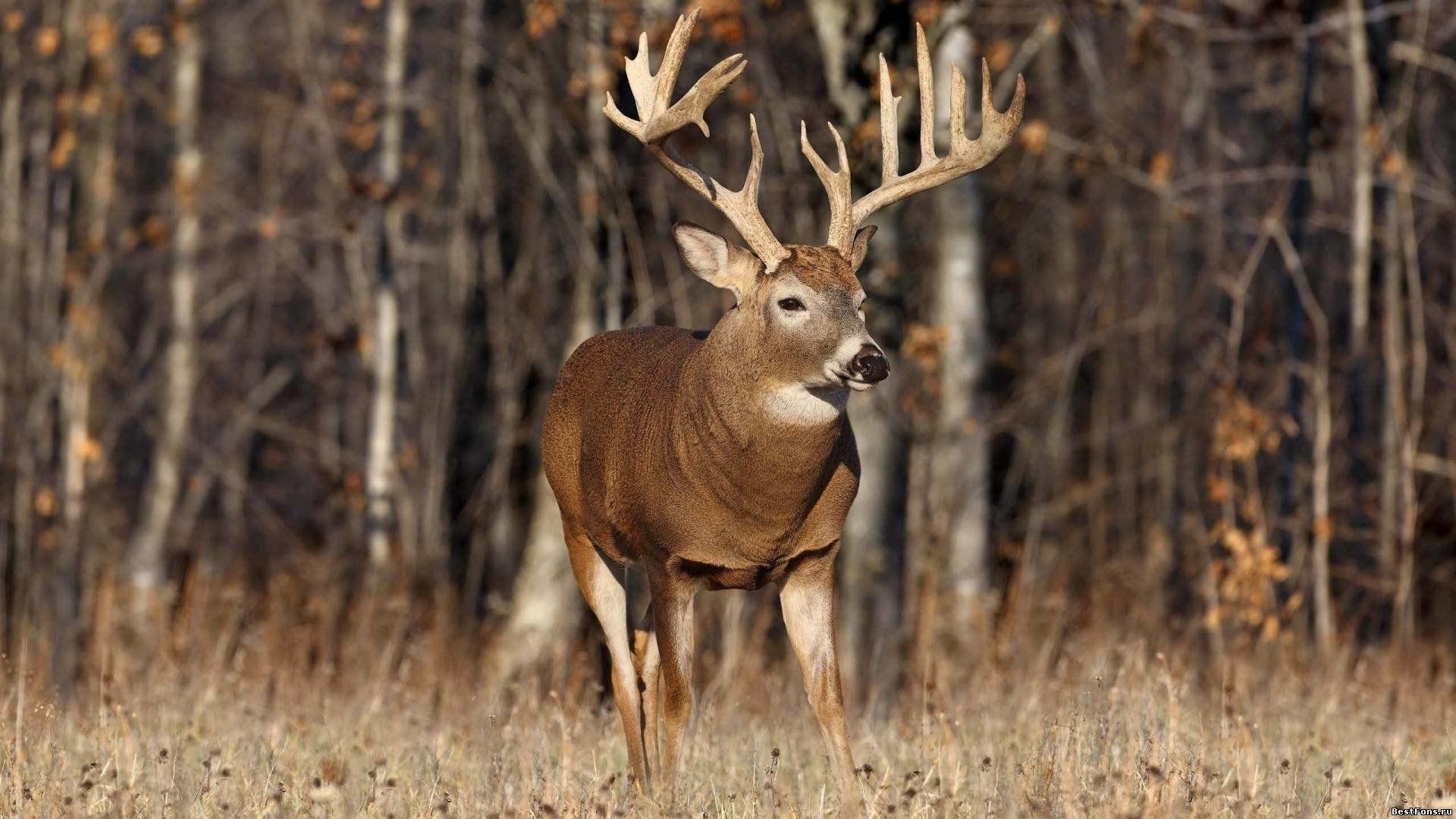 Whitetail Desktop Wallpapers - Top Free Whitetail Desktop Backgrounds ...