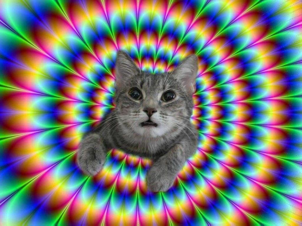 LSD Cats Wallpapers - Top Free LSD Cats Backgrounds - WallpaperAccess
