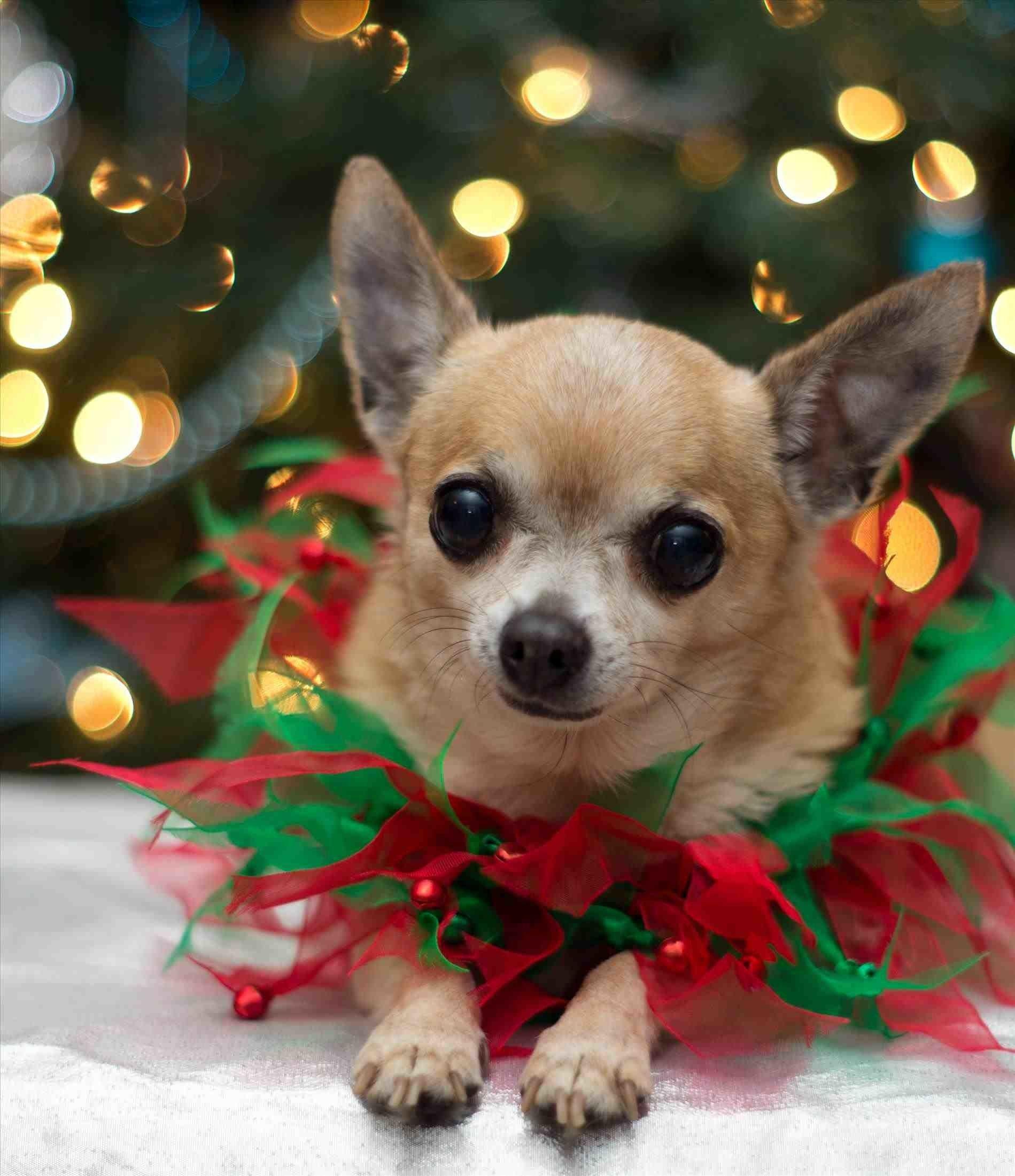 Merry Christmas Dog Wallpapers - Top Free Merry Christmas Dog ...