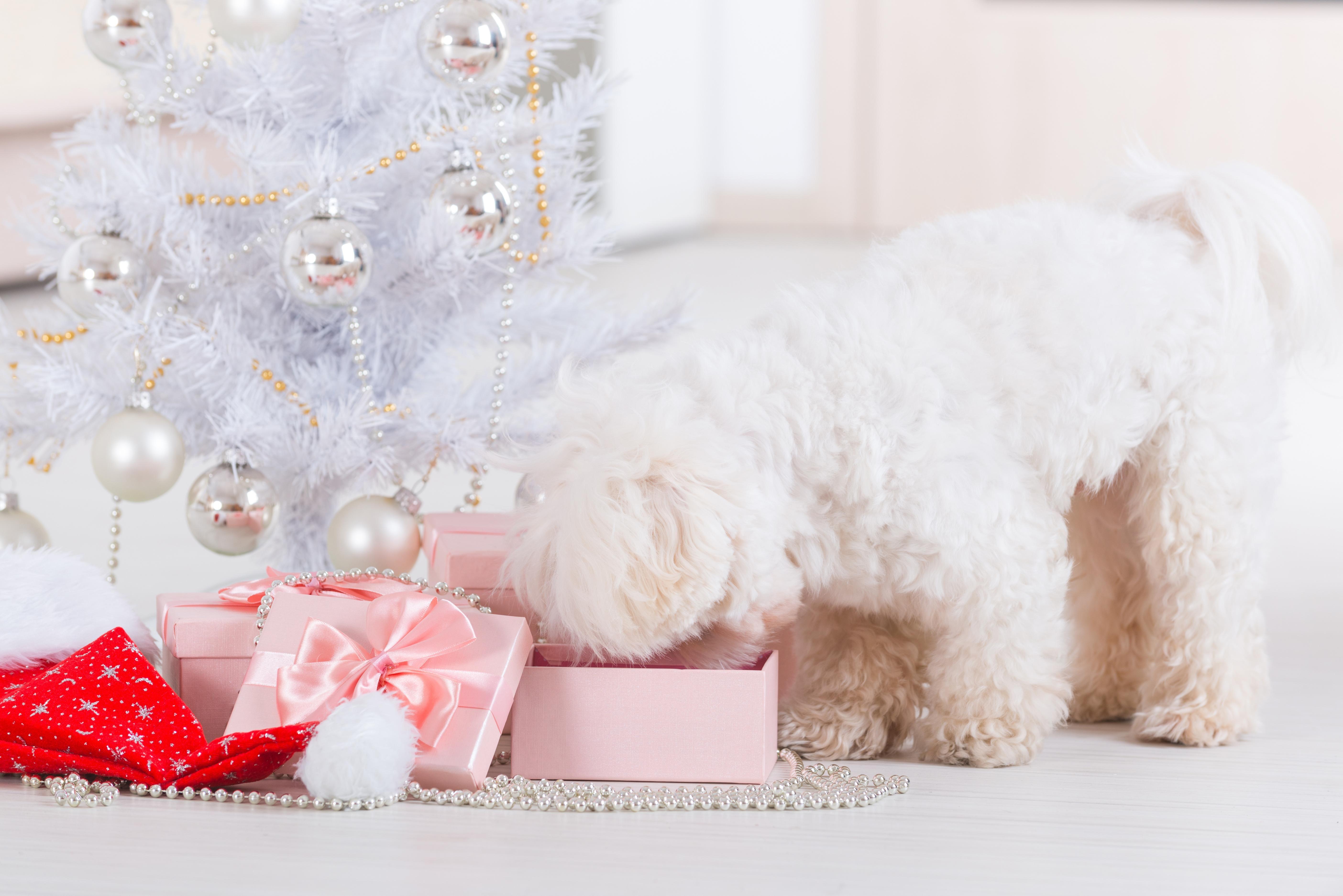 Merry Christmas Dog Wallpapers - Top Free Merry Christmas Dog ...
