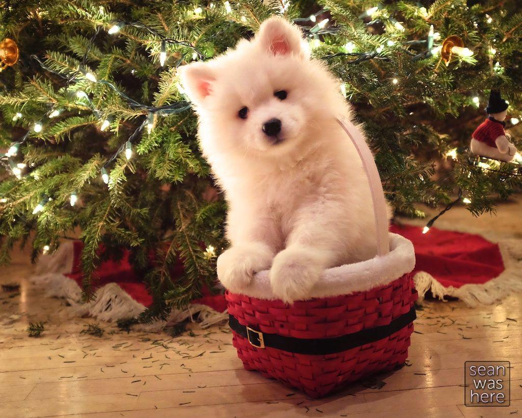 Merry Christmas Dog Wallpapers - Top Free Merry Christmas Dog ...