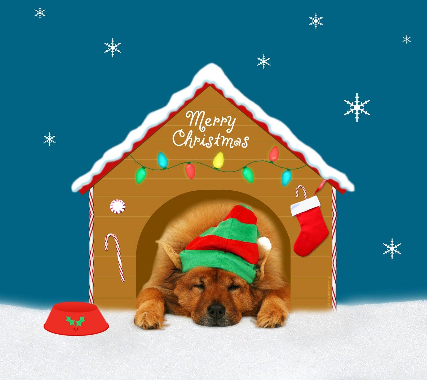 Merry Christmas Dog Wallpapers - Top Free Merry Christmas Dog ...