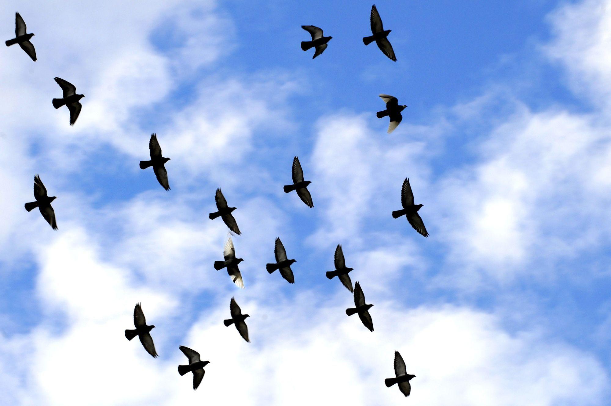 Birds Flying Sky Wallpapers - Top Free Birds Flying Sky Backgrounds ...