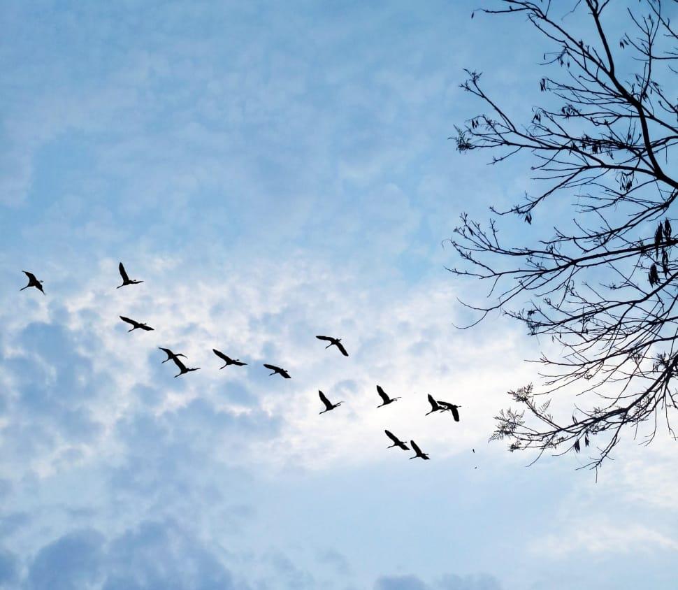 Birds Flying Sky Wallpapers - Top Free Birds Flying Sky Backgrounds ...