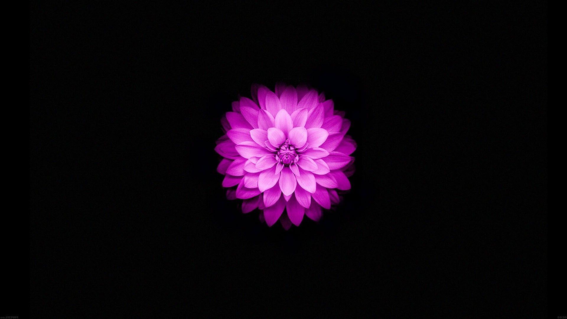 Single Flower Computer Wallpapers - Top Free Single Flower Computer ...