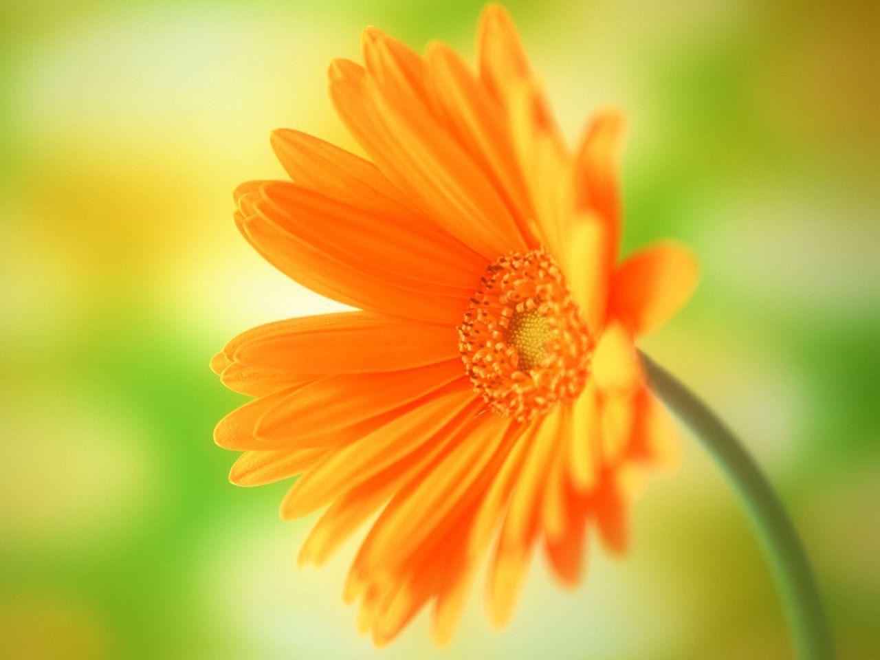 Single Flower Computer Wallpapers - Top Free Single Flower Computer ...