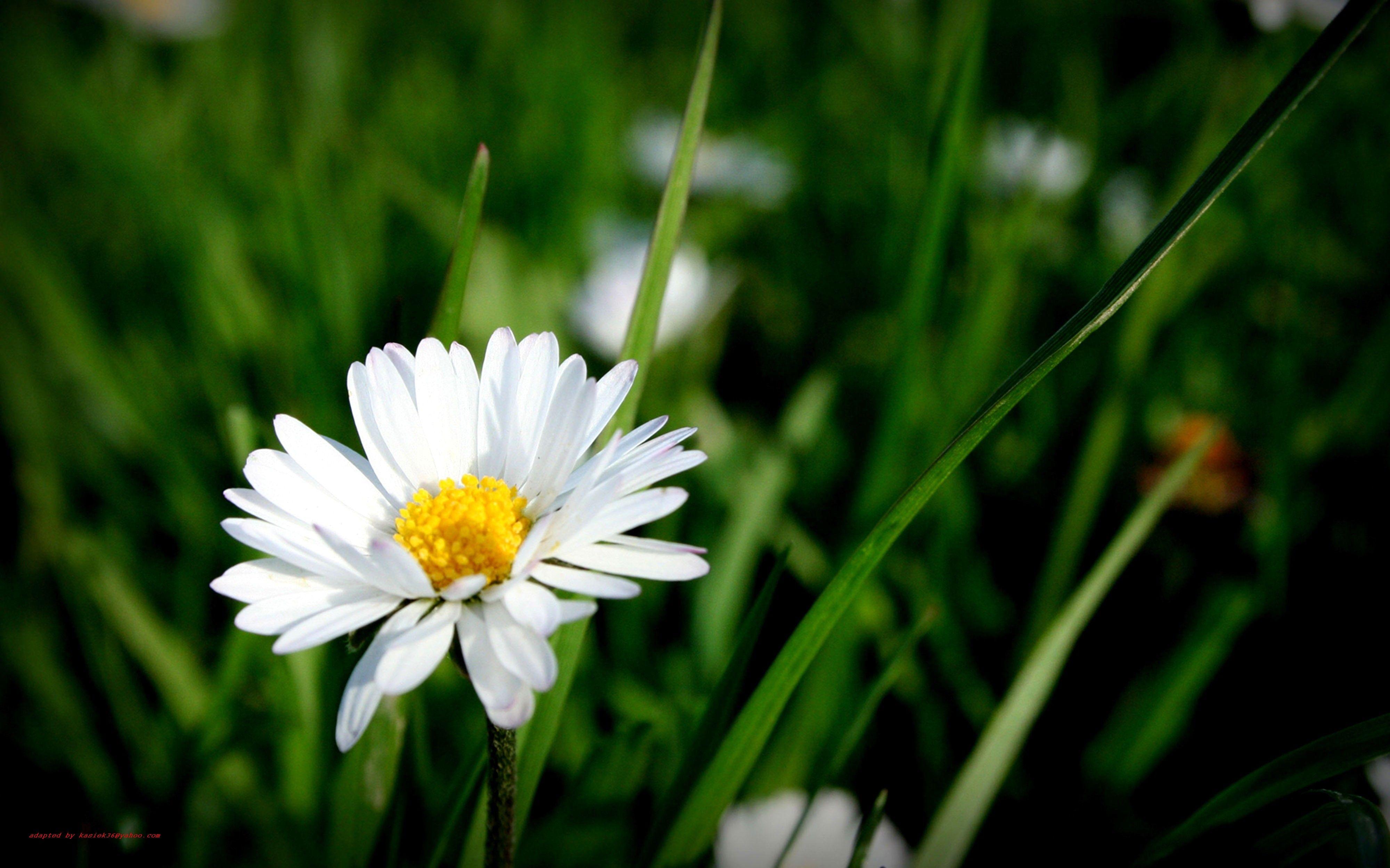 Single Flower Computer Wallpapers - Top Free Single Flower Computer ...