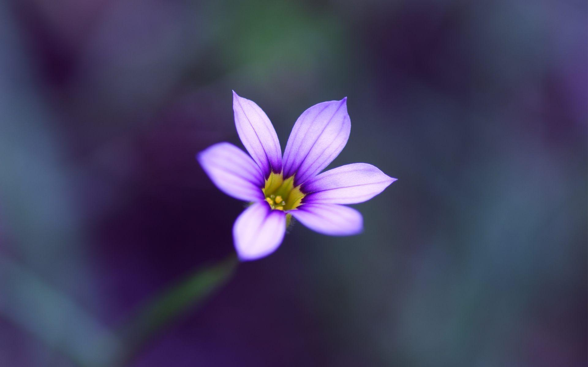 Single Flower Computer Wallpapers - Top Free Single Flower Computer ...