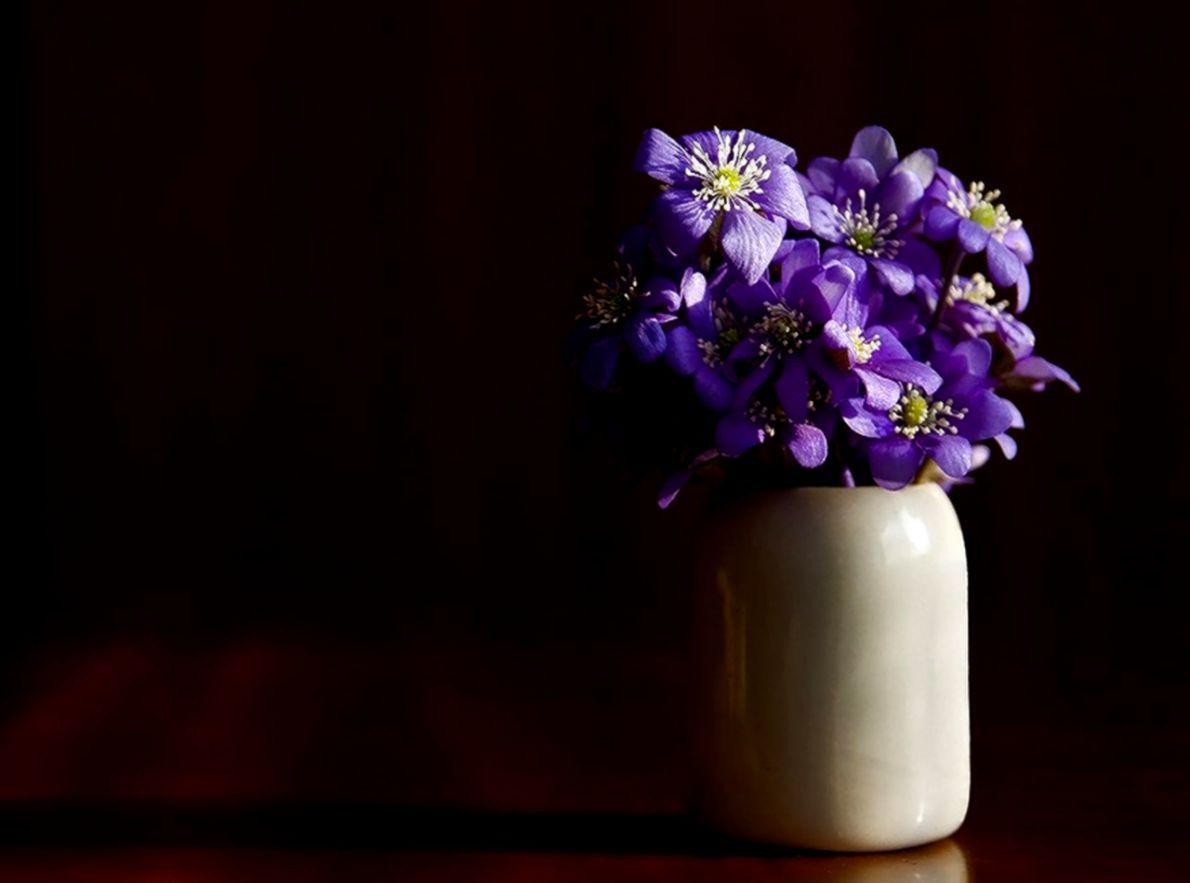 Single Flower Computer Wallpapers - Top Free Single Flower Computer ...