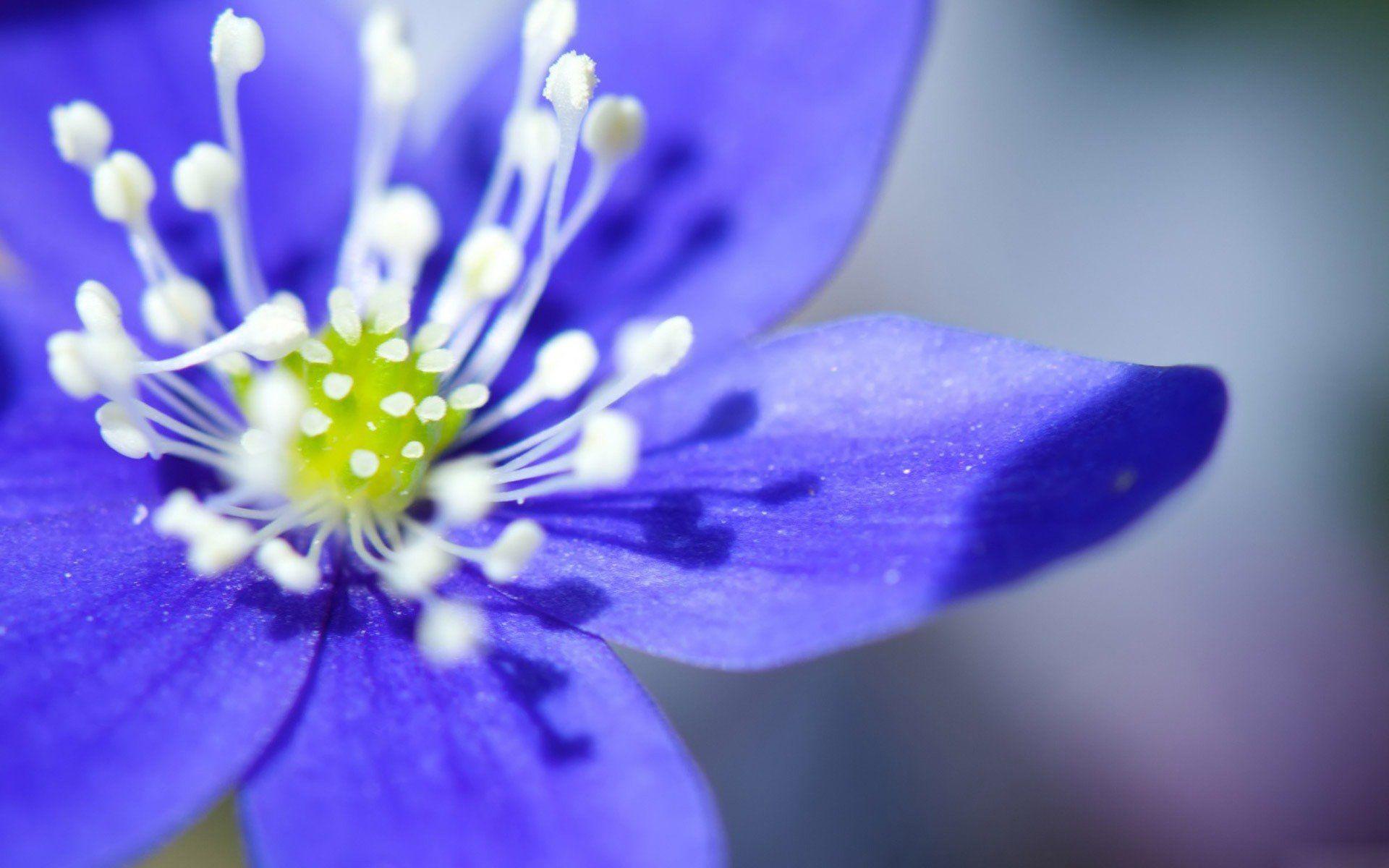 Single Flower Computer Wallpapers - Top Free Single Flower Computer ...