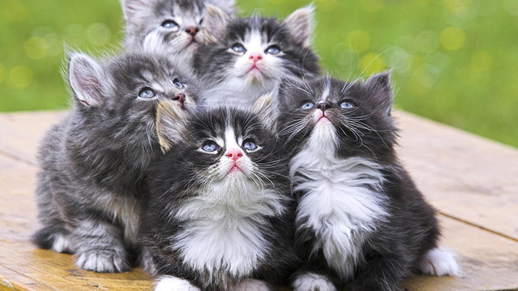 Persian Cat HD Wallpapers - Top Free Persian Cat HD Backgrounds ...