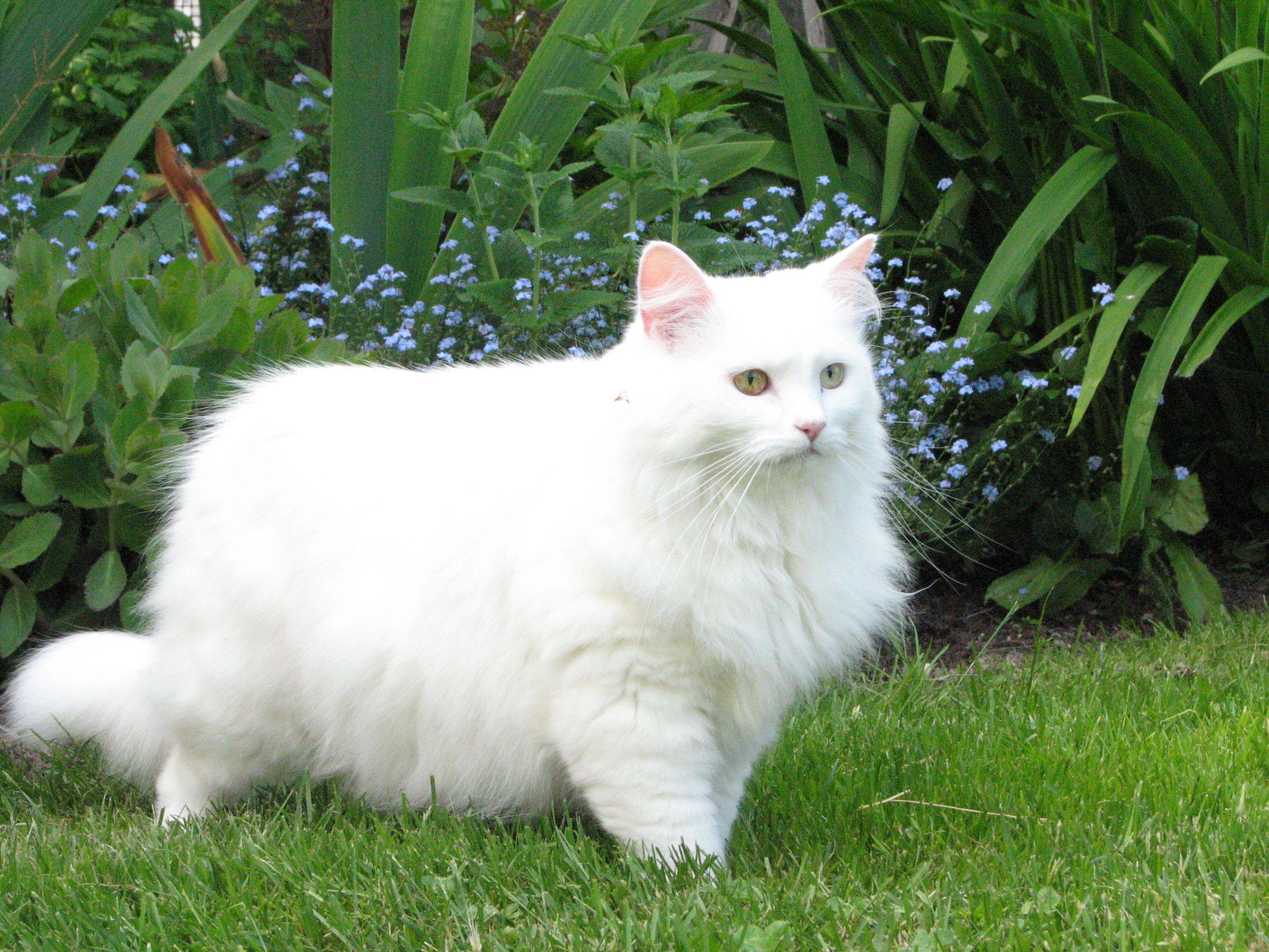 Persian Cat HD Wallpapers - Top Free Persian Cat HD Backgrounds ...