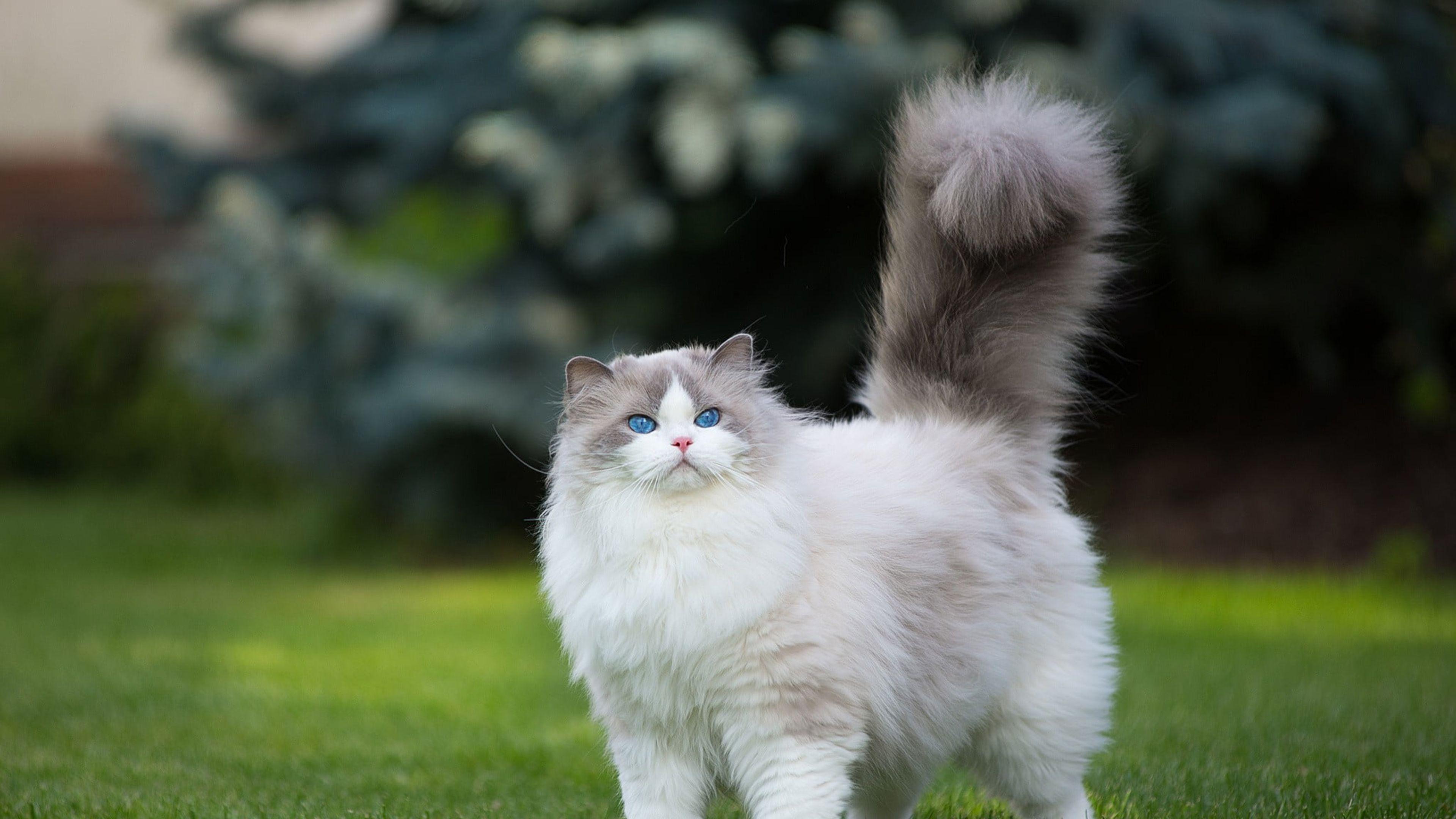 Persian Cat HD Wallpapers - Top Free Persian Cat HD Backgrounds ...