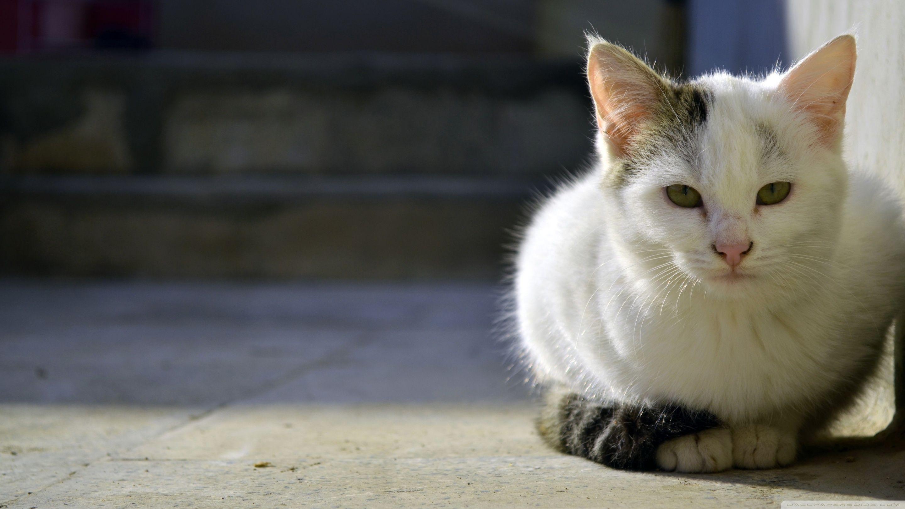 Persian Cat HD Wallpapers - Top Free Persian Cat HD Backgrounds ...