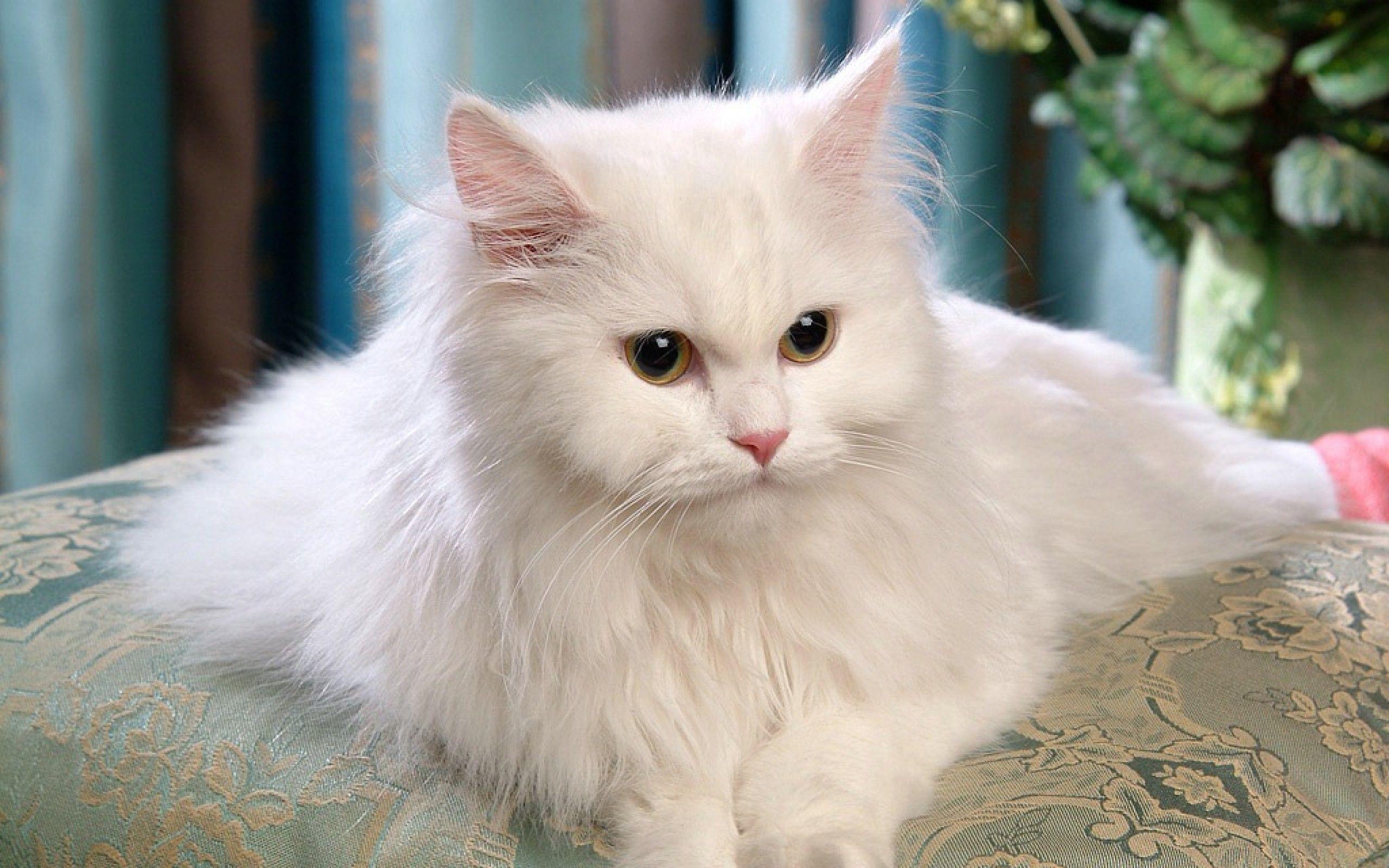 Persian Cat HD Wallpapers - Top Free Persian Cat HD Backgrounds ...