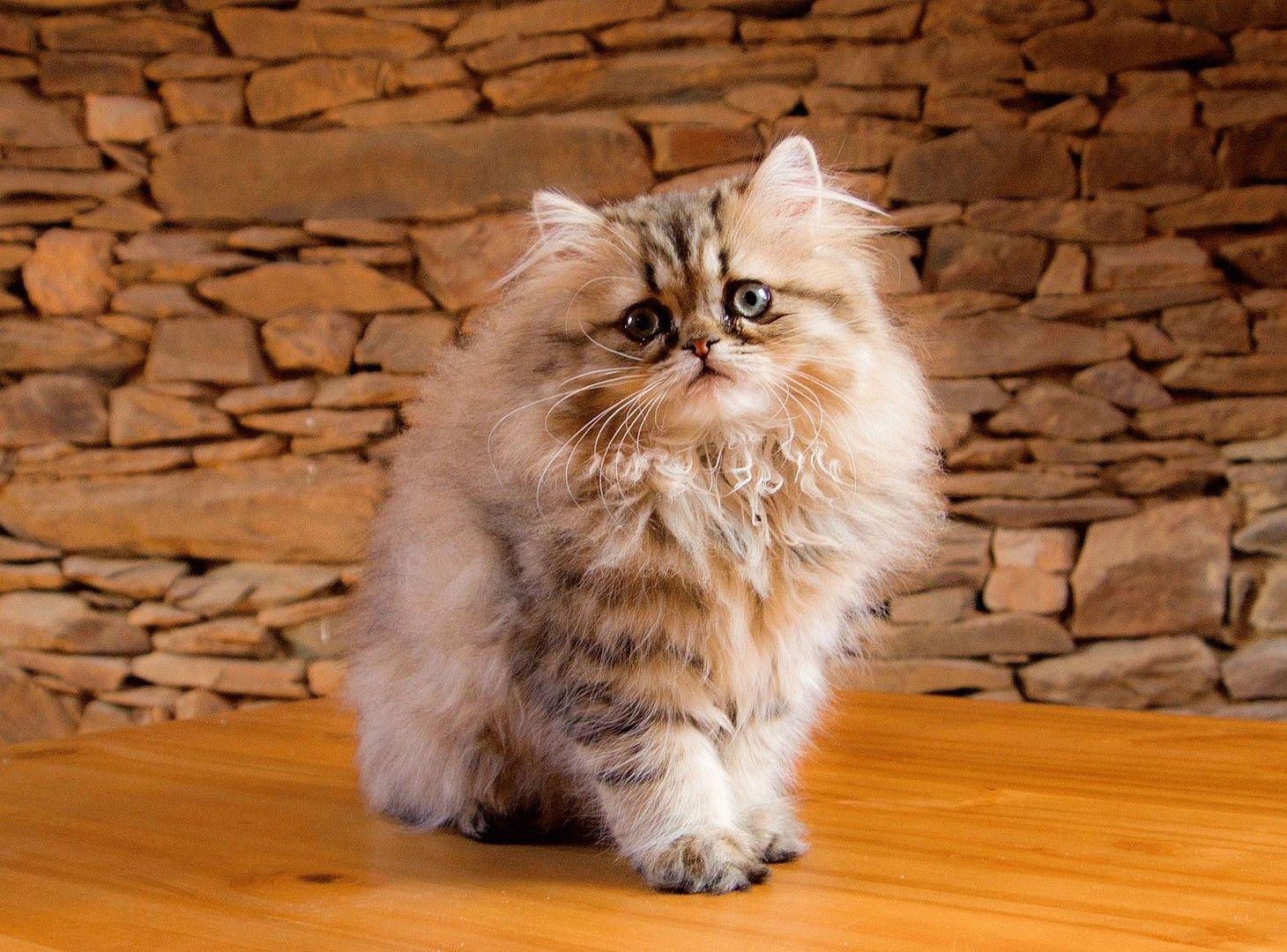 Persian Cat HD Wallpapers - Top Free Persian Cat HD Backgrounds ...