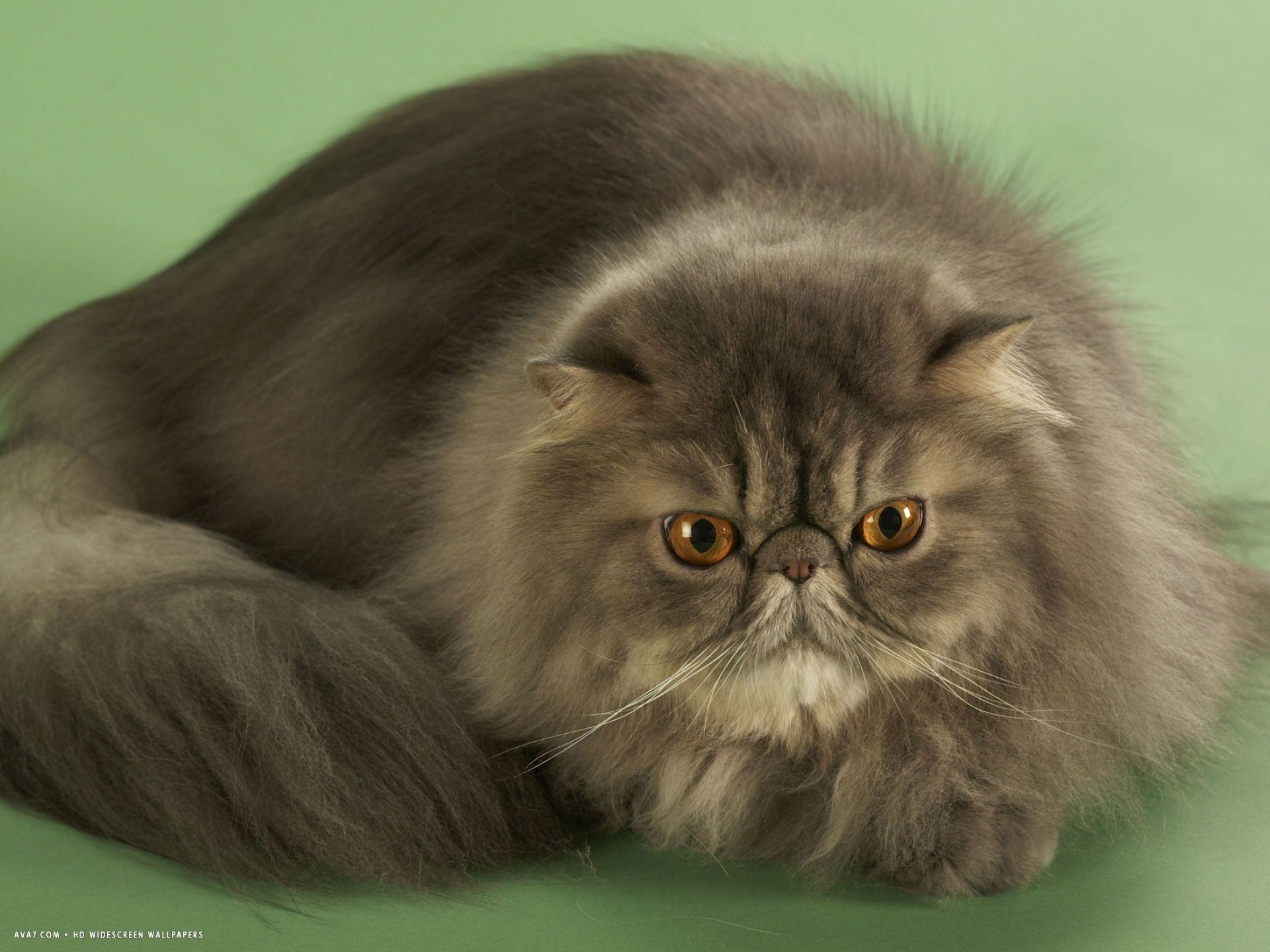 Persian Cat HD Wallpapers - Top Free Persian Cat HD Backgrounds ...