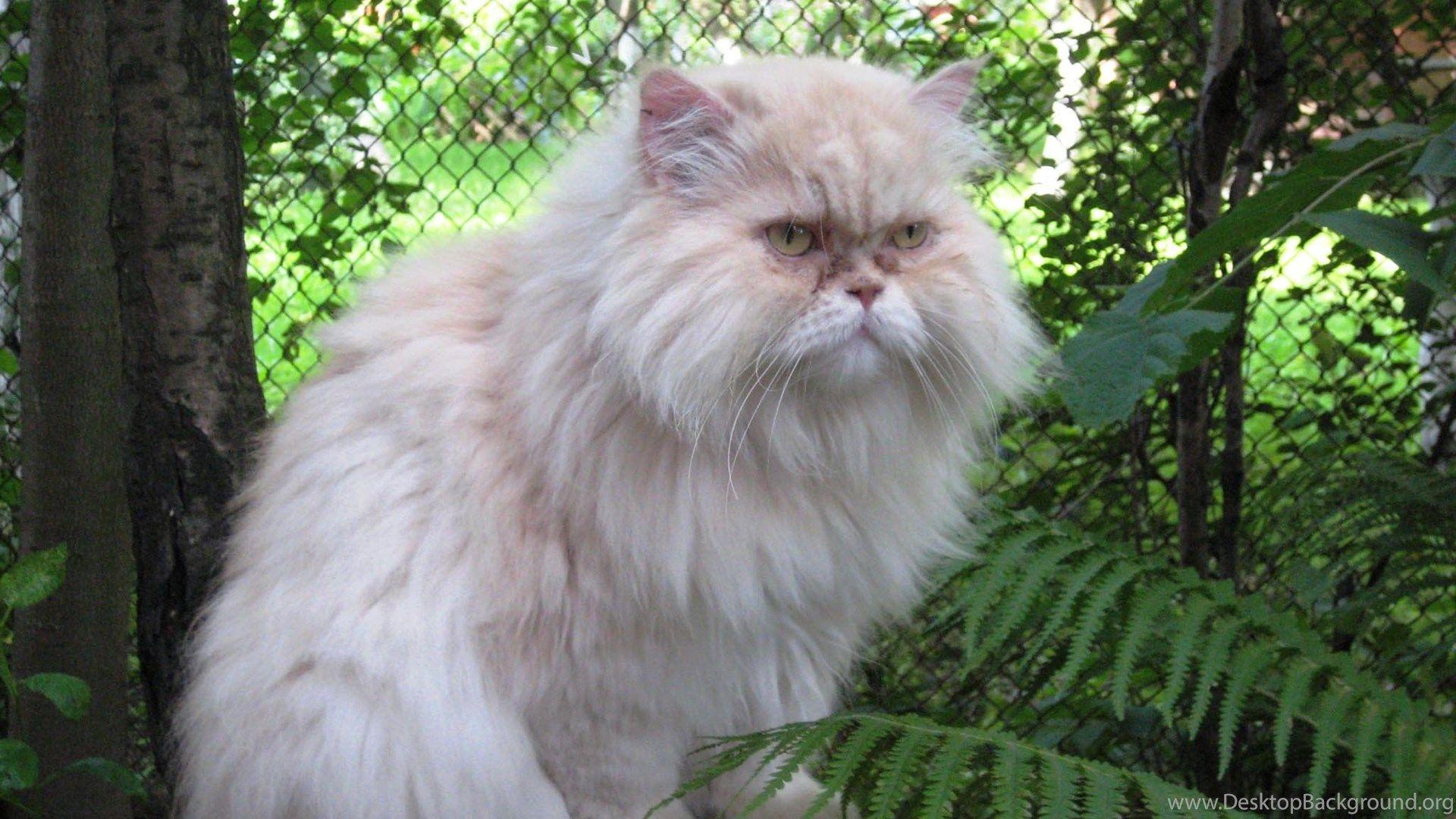 Persian Cat HD Wallpapers - Top Free Persian Cat HD Backgrounds ...