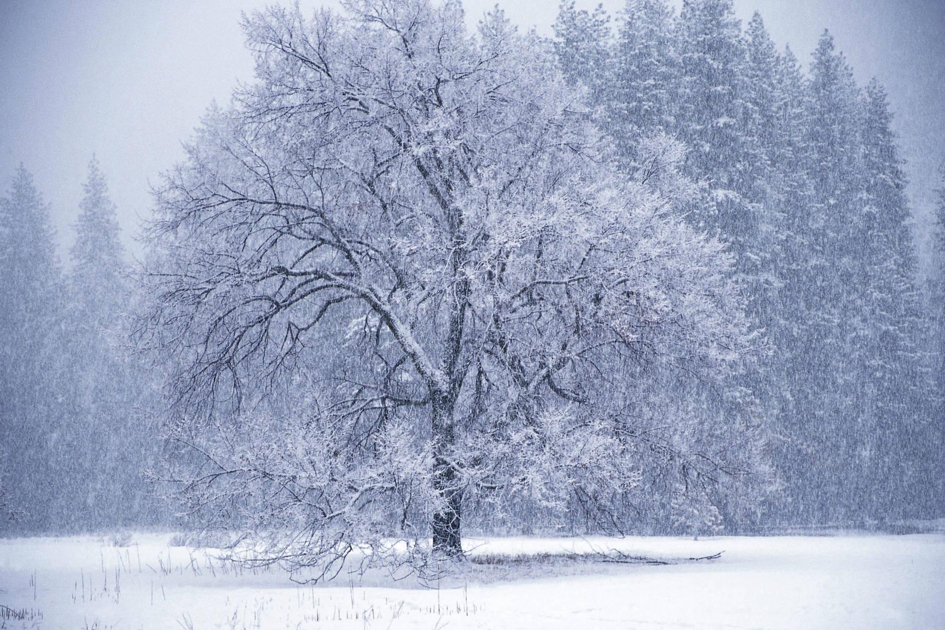 Winter Snow Storm Wallpapers - Top Free Winter Snow Storm Backgrounds ...
