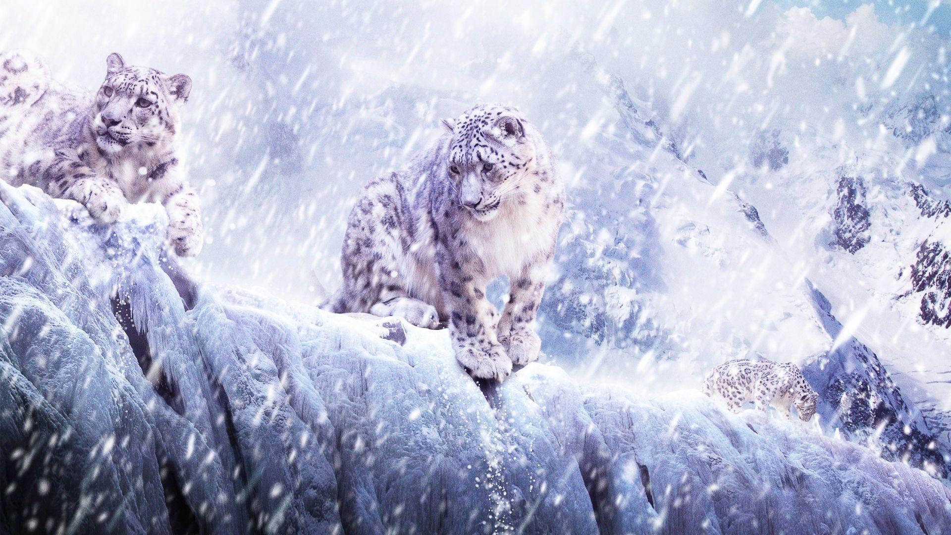Snow Blizzard Wallpapers - Top Free Snow Blizzard Backgrounds ...