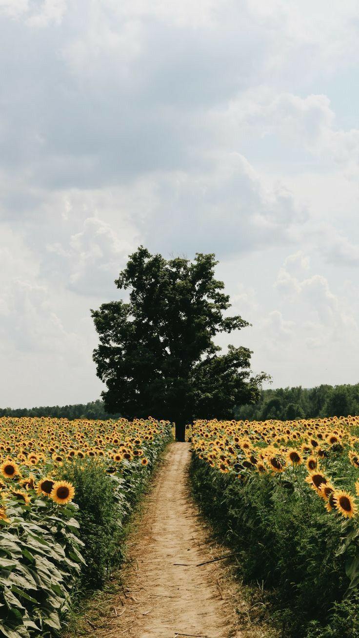 Pinterest Nature Wallpapers - Top Free Pinterest Nature Backgrounds ...