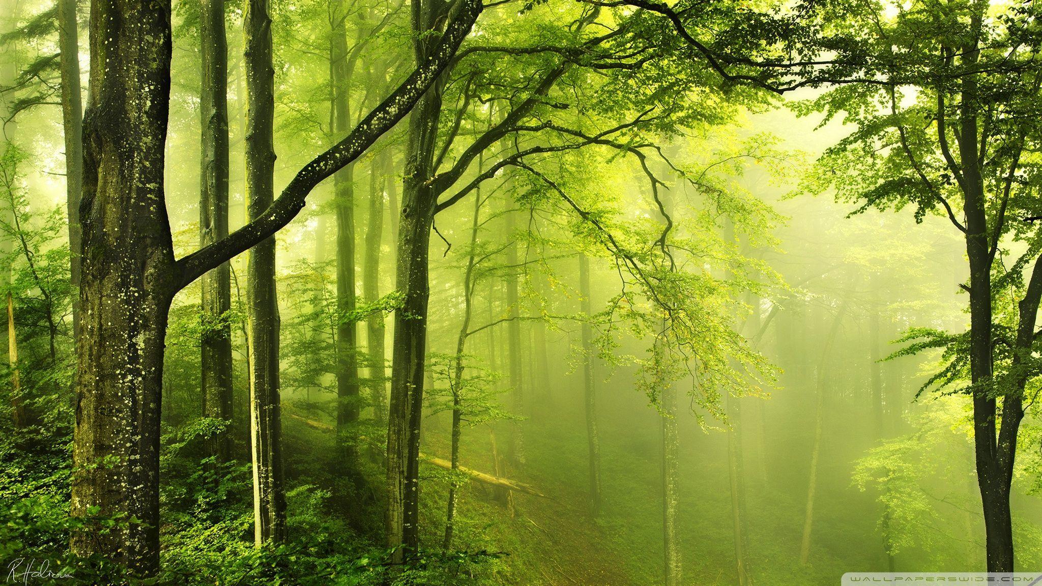Nature Green Forest Wallpapers - Top Free Nature Green Forest ...