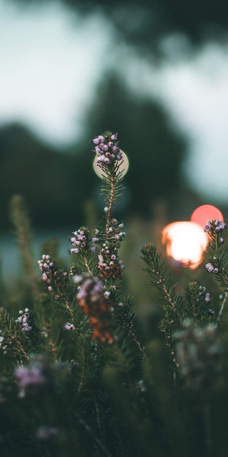 Pinterest Nature Wallpapers - Top Free Pinterest Nature Backgrounds ...