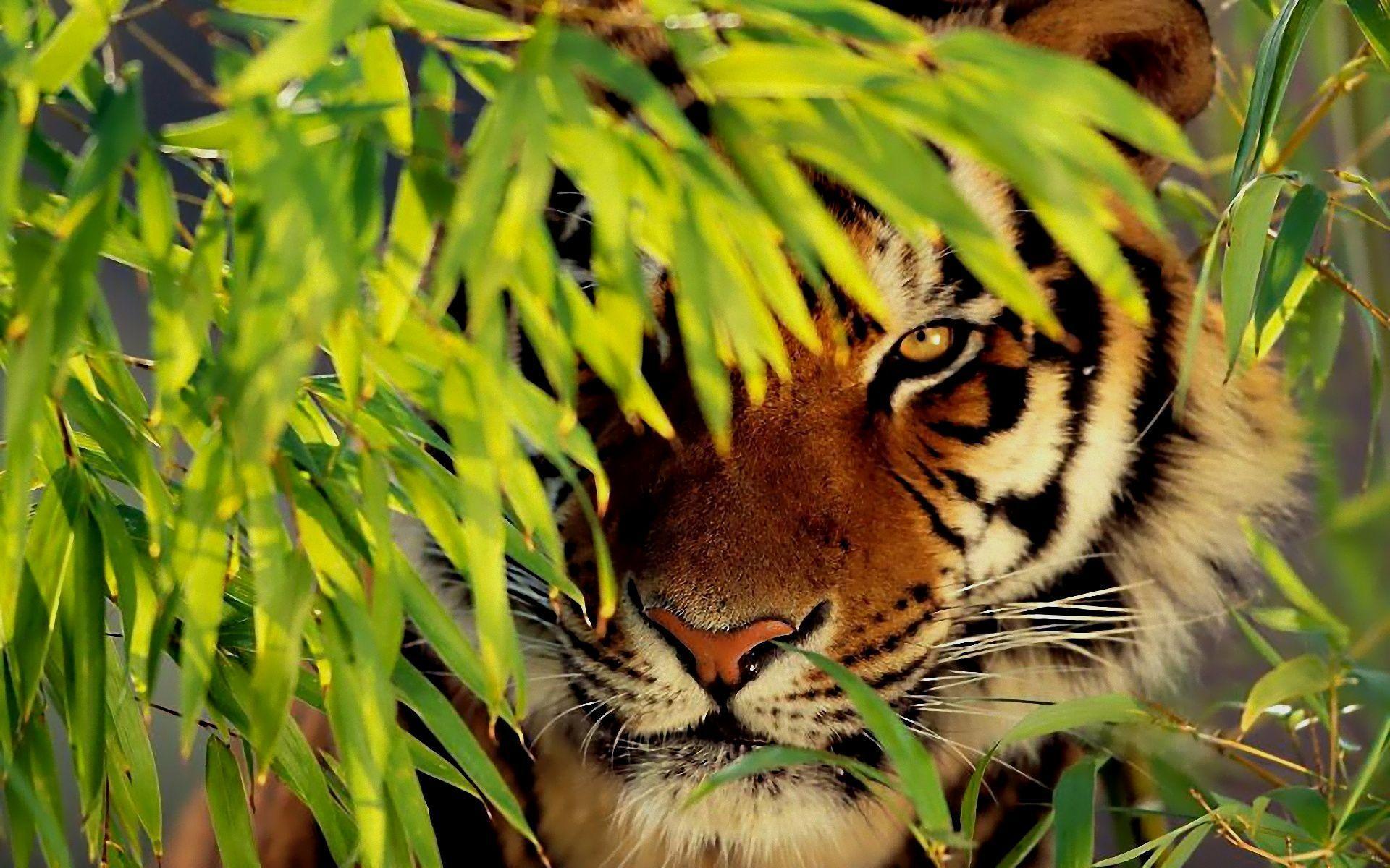 Green Tiger Wallpapers - Top Free Green Tiger Backgrounds - WallpaperAccess
