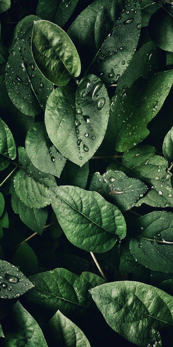 Pinterest Nature Wallpapers - Top Free Pinterest Nature Backgrounds ...