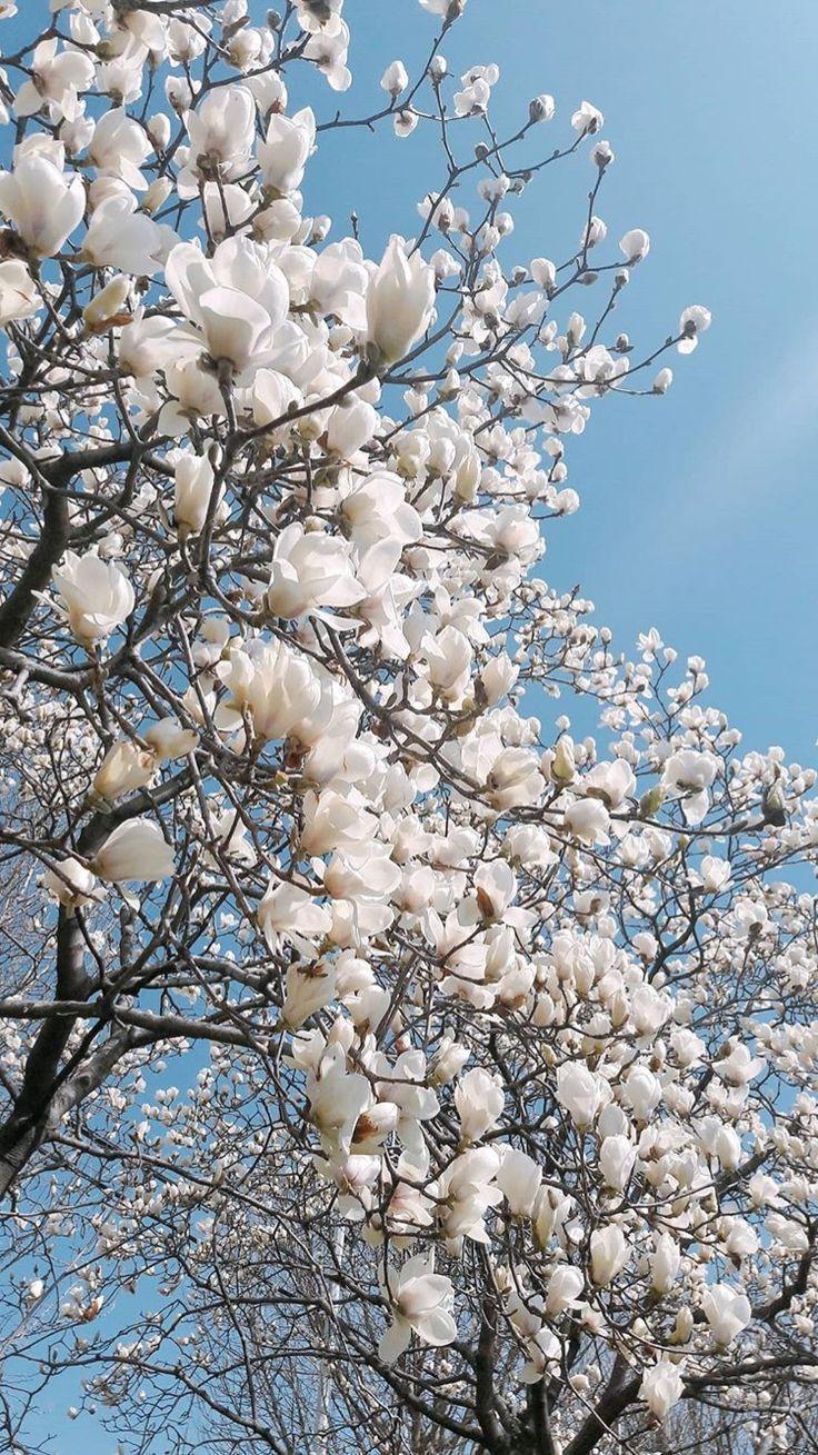 Pinterest Nature Wallpapers - Top Free Pinterest Nature Backgrounds ...