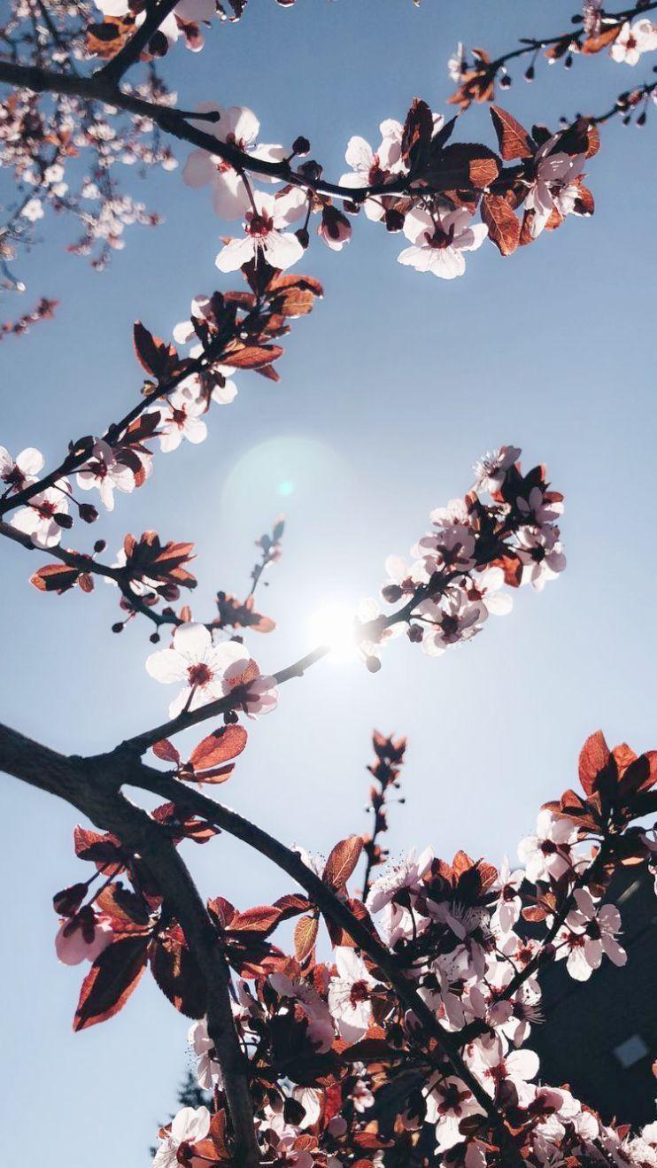 Pinterest Nature Wallpapers - Top Free Pinterest Nature Backgrounds ...