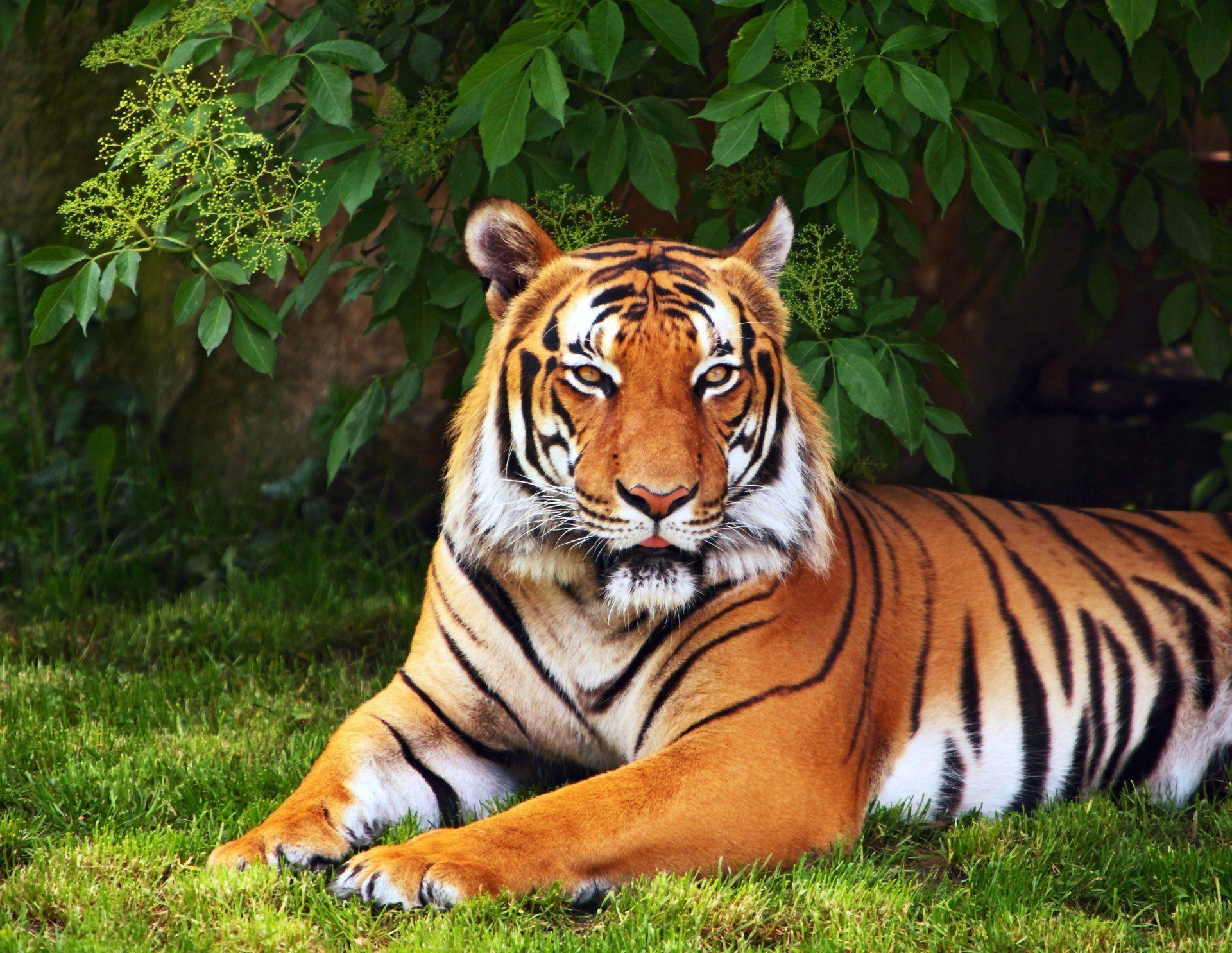 Hd Wallpaper Widescreen Tiger