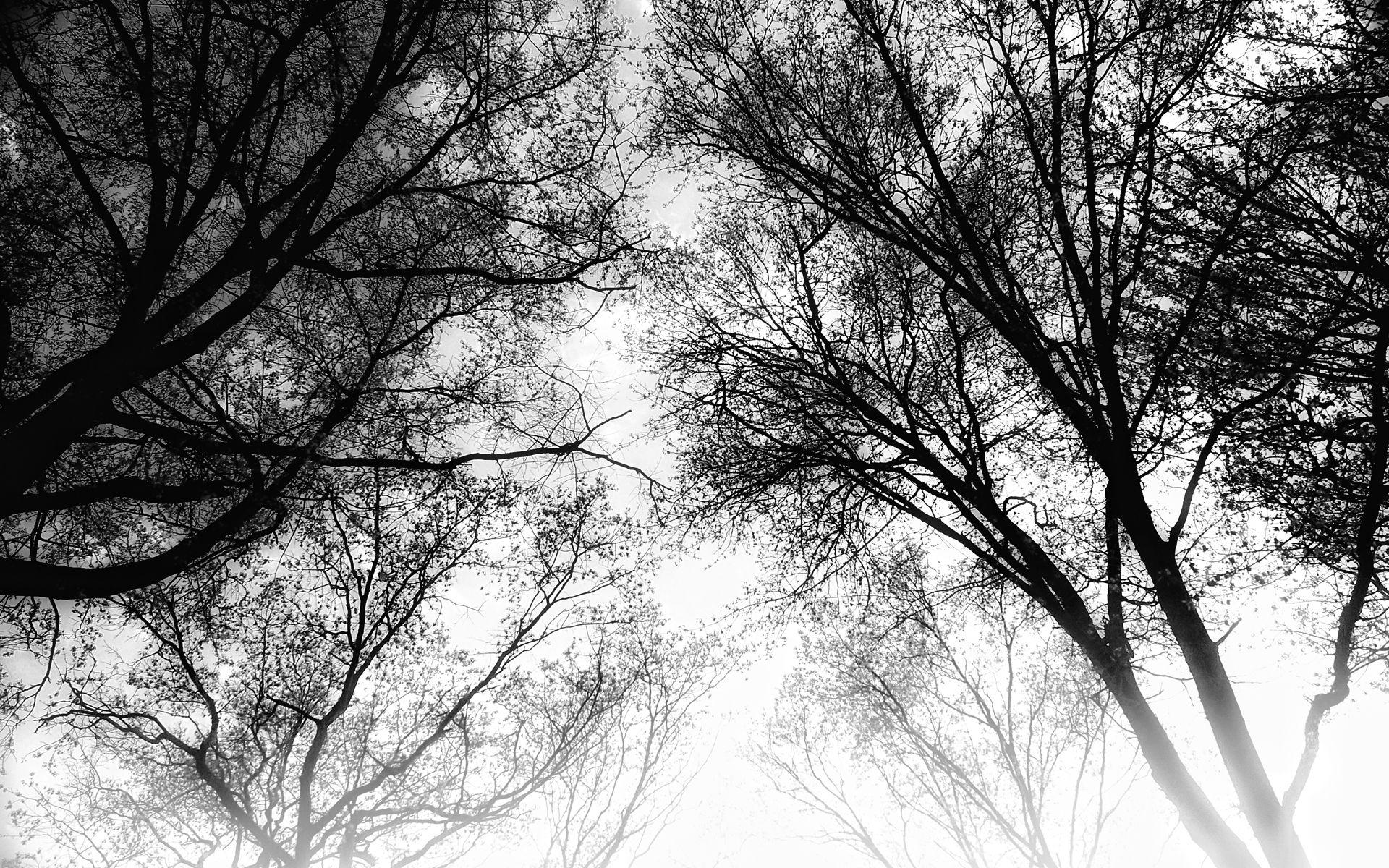 BW Wallpapers - Top Free BW Backgrounds - WallpaperAccess