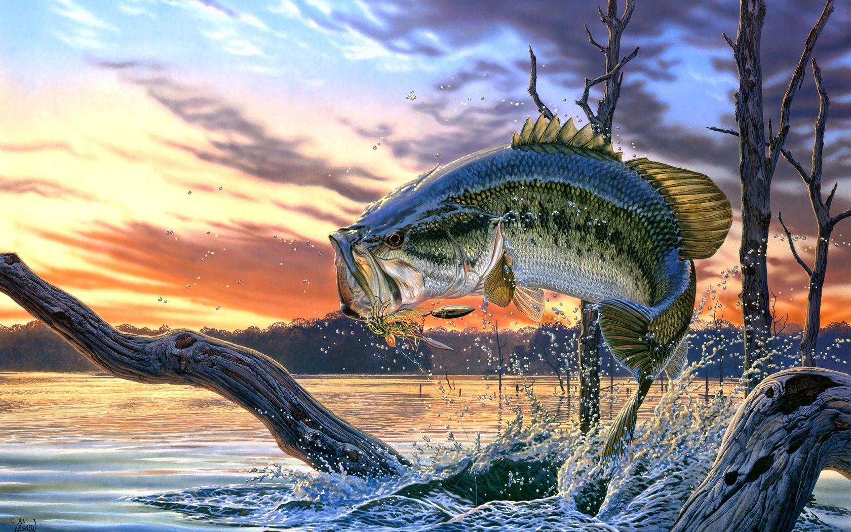 Sport Fishing Wallpapers - Top Free Sport Fishing Backgrounds ...