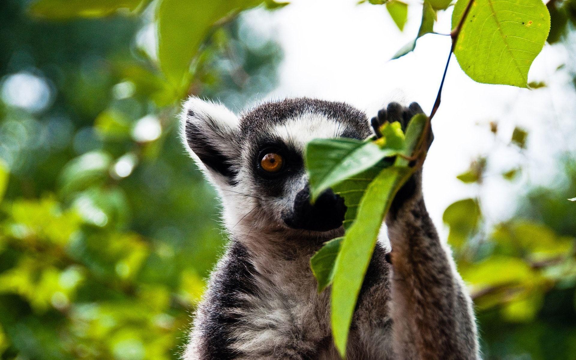 Cute Lemur Wallpapers - Top Free Cute Lemur Backgrounds - WallpaperAccess