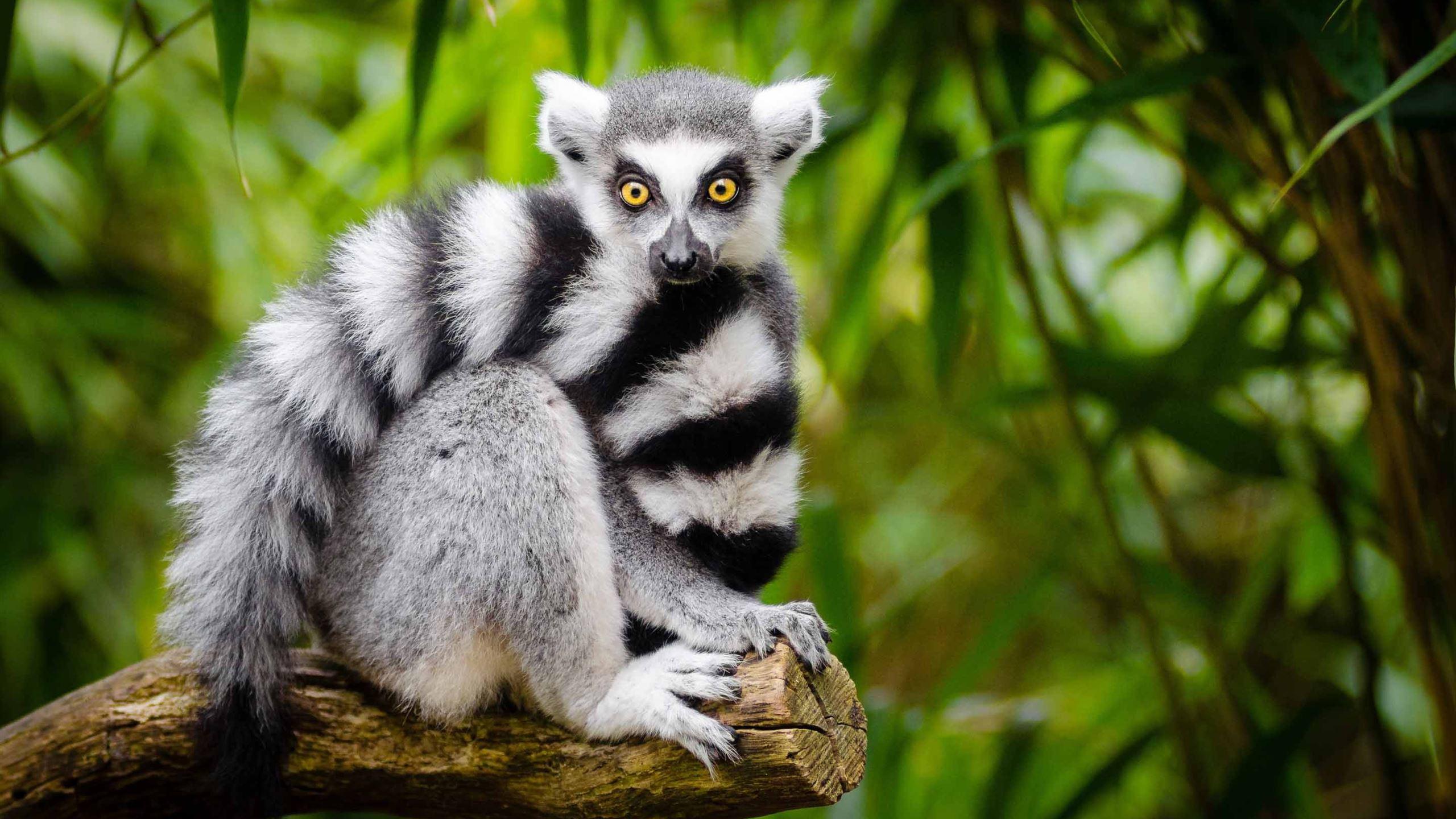 Cute Lemur Wallpapers - Top Free Cute Lemur Backgrounds - WallpaperAccess